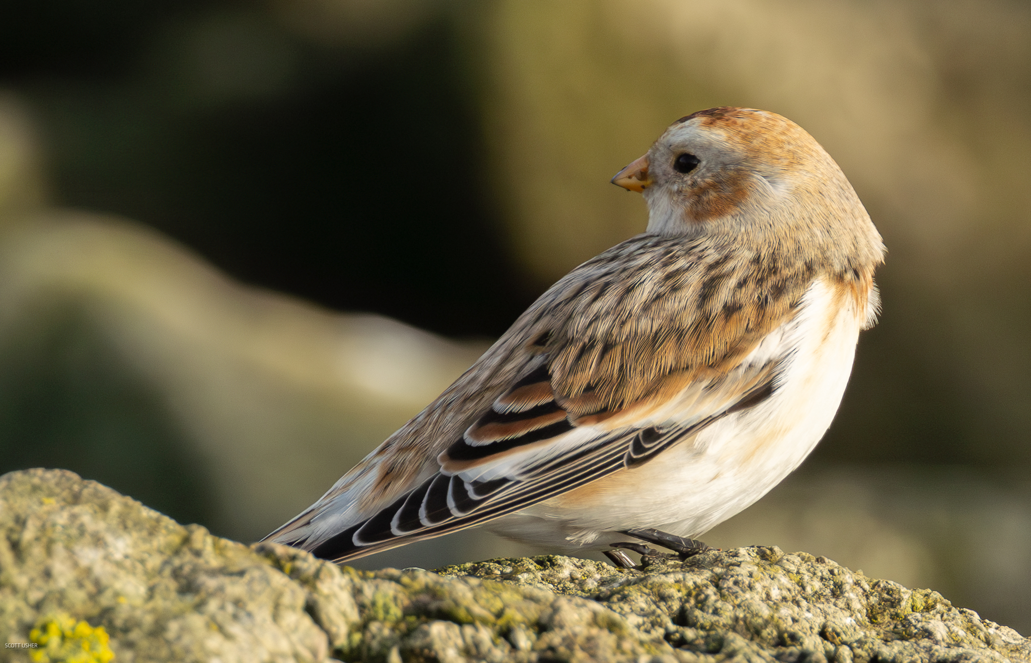 Snow Bunting by Scott Usher - BirdGuides