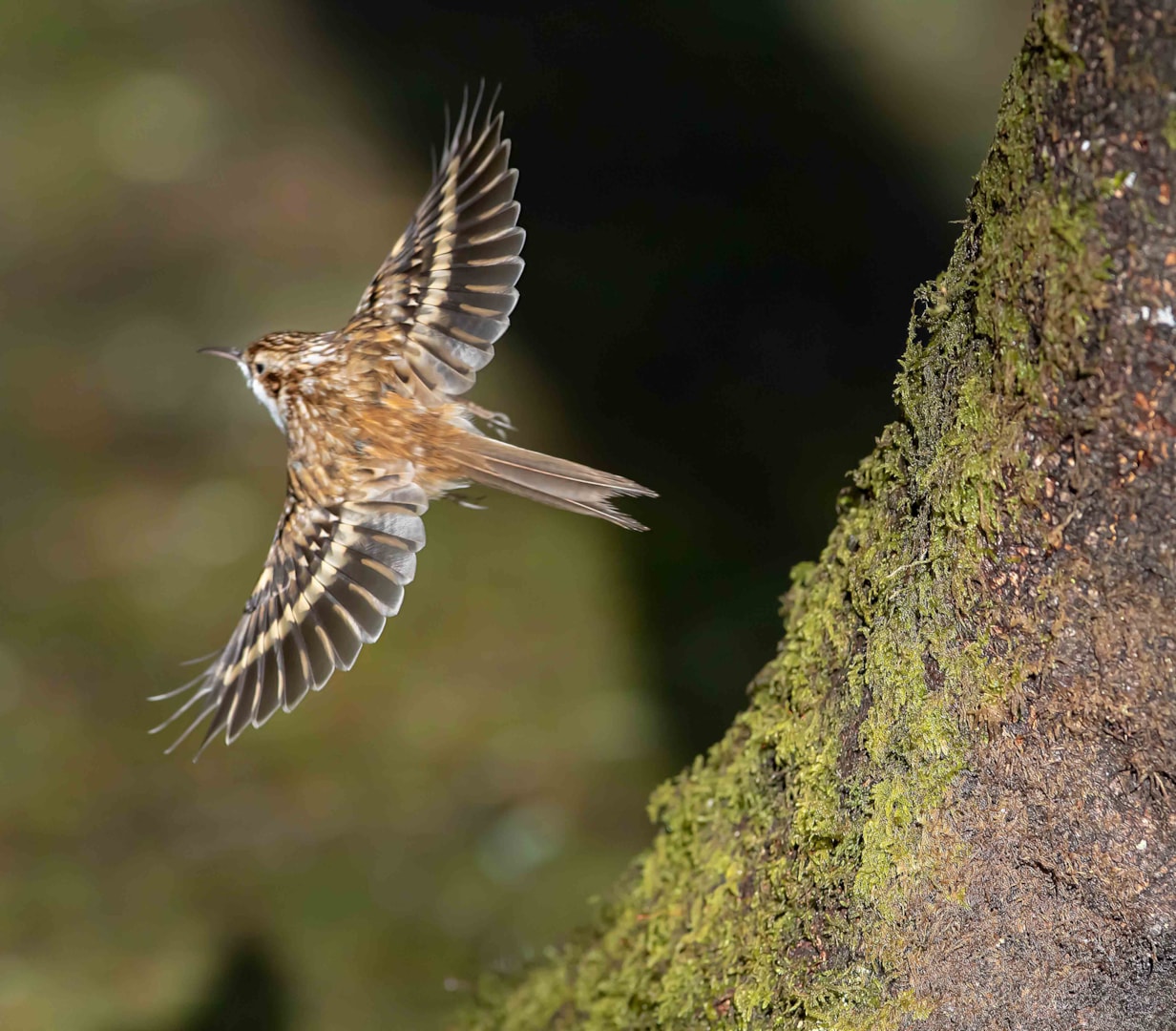 Eurasian Treecreeper by Ian Dickey - BirdGuides