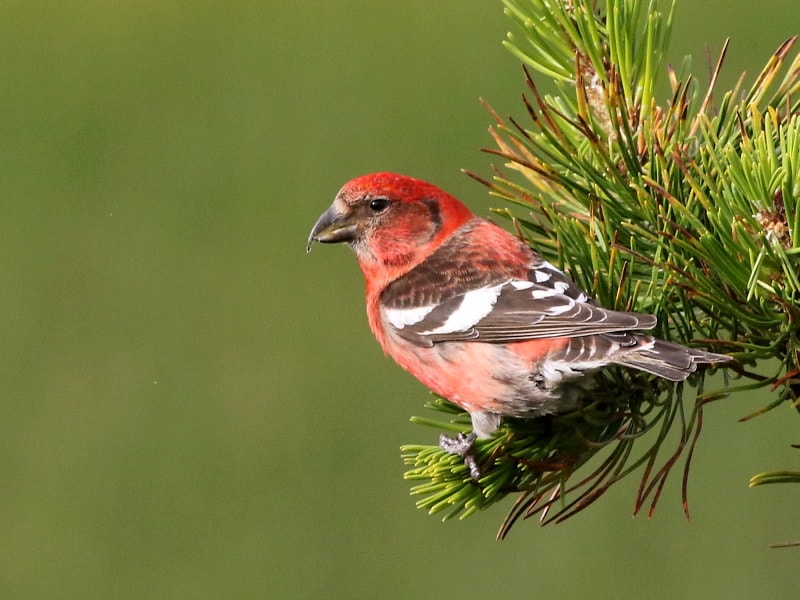 Two-barred Crossbill by David Cooper - BirdGuides