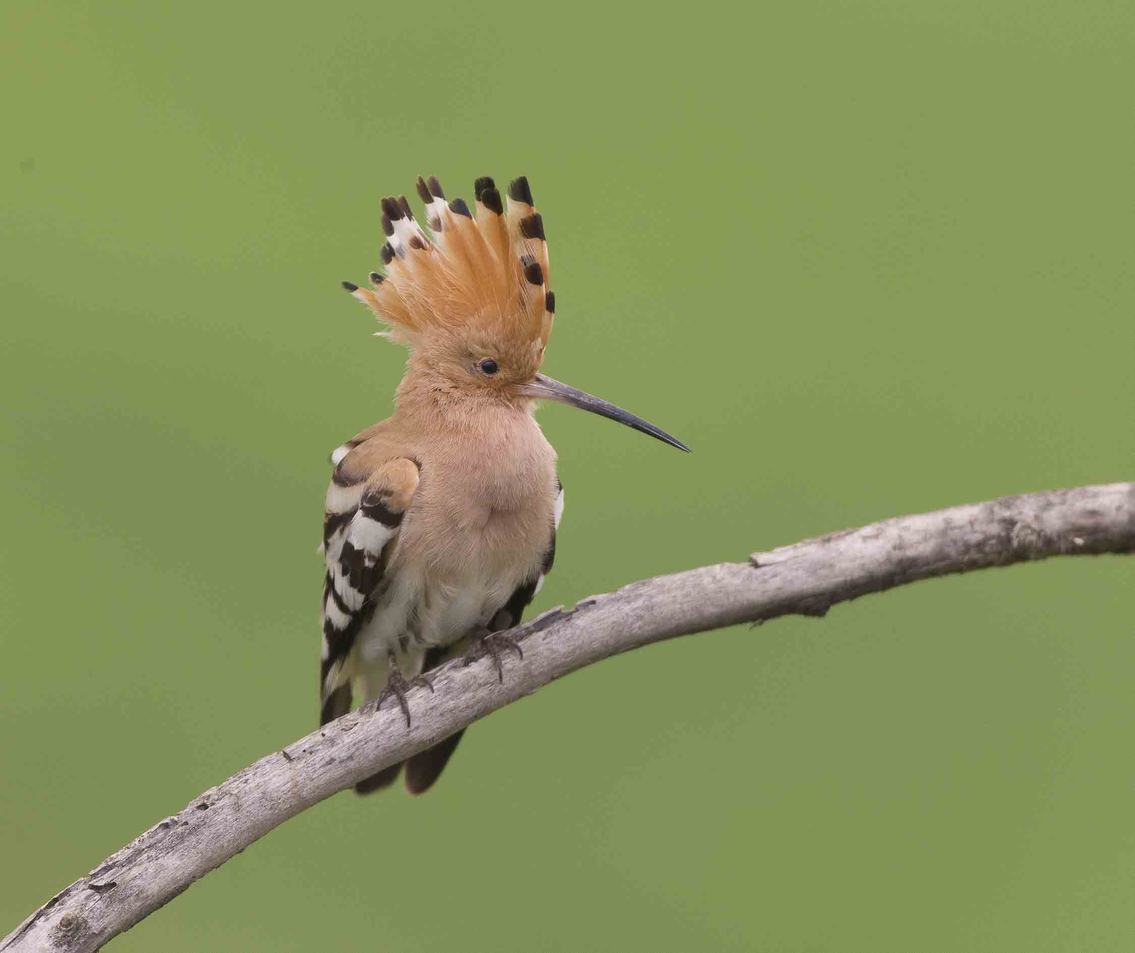 Details : Hoopoes - BirdGuides