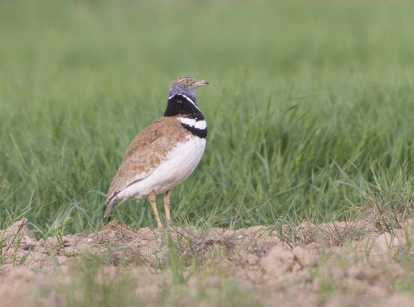 Little Bustard by Ron Marshall - BirdGuides