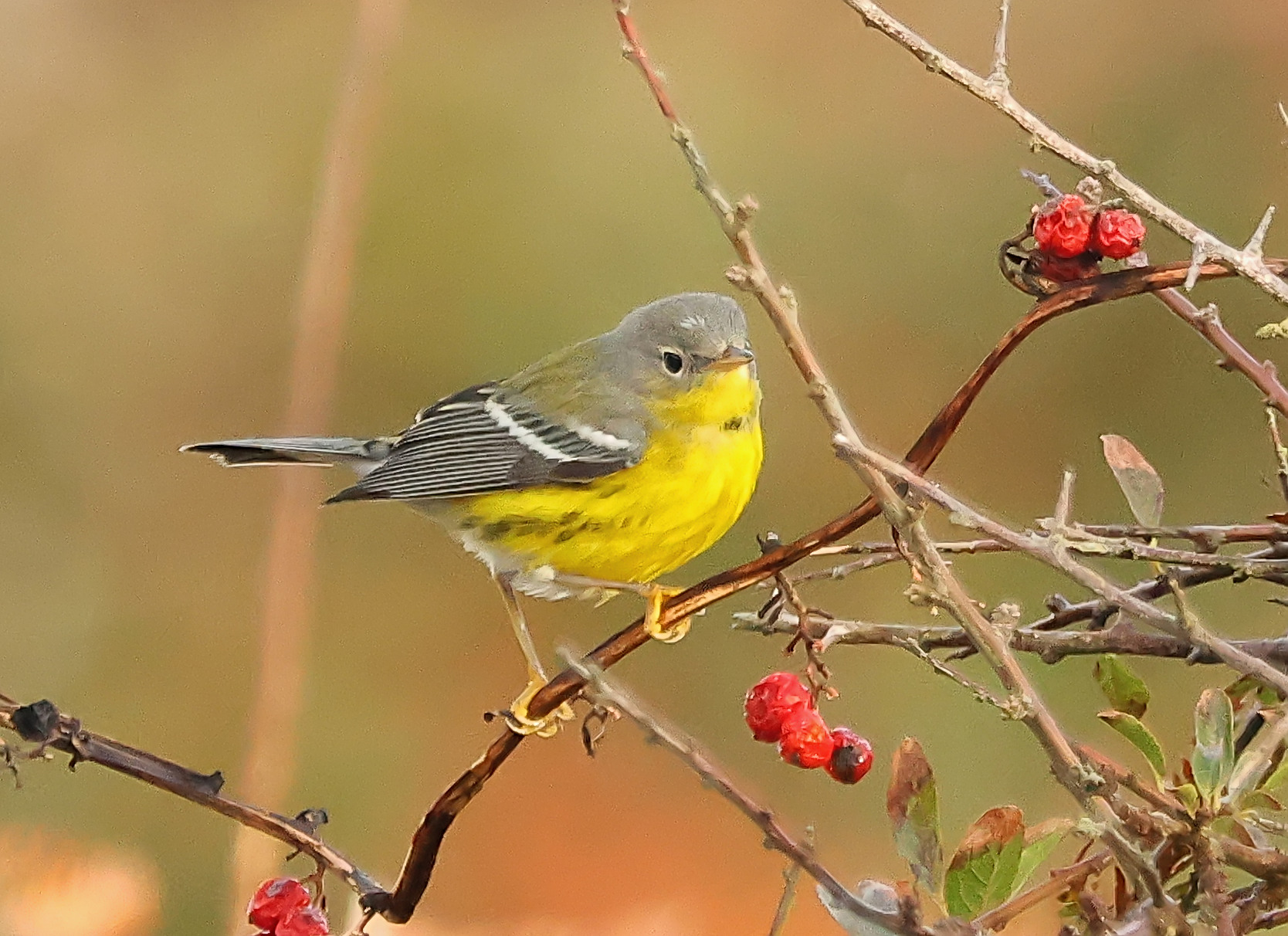 Magnolia Warbler by Jaz Hughes - BirdGuides