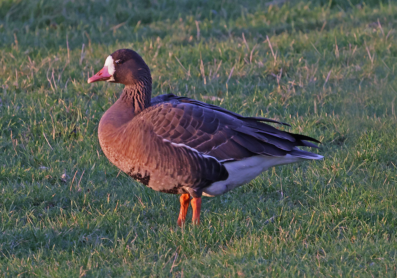 Russian White-fronted Goose by Roger Stacey - BirdGuides