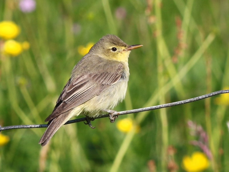 Icterine Warbler by David Cooper - BirdGuides
