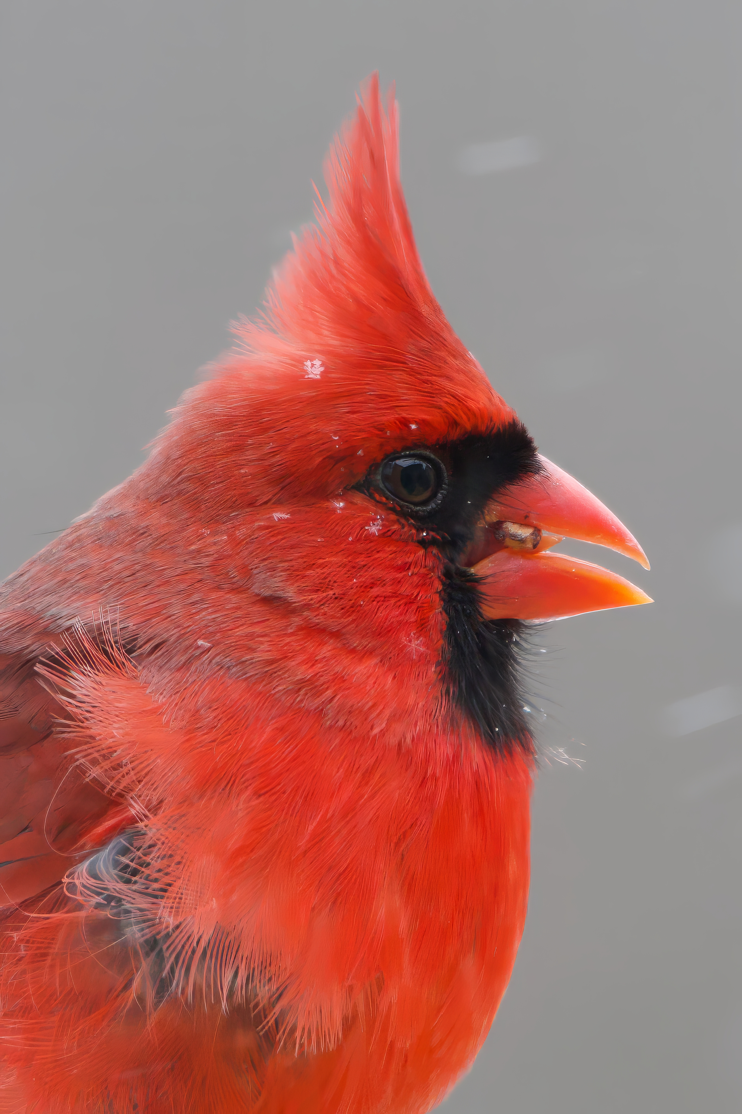 Northern Cardinal by Steve Bell - BirdGuides