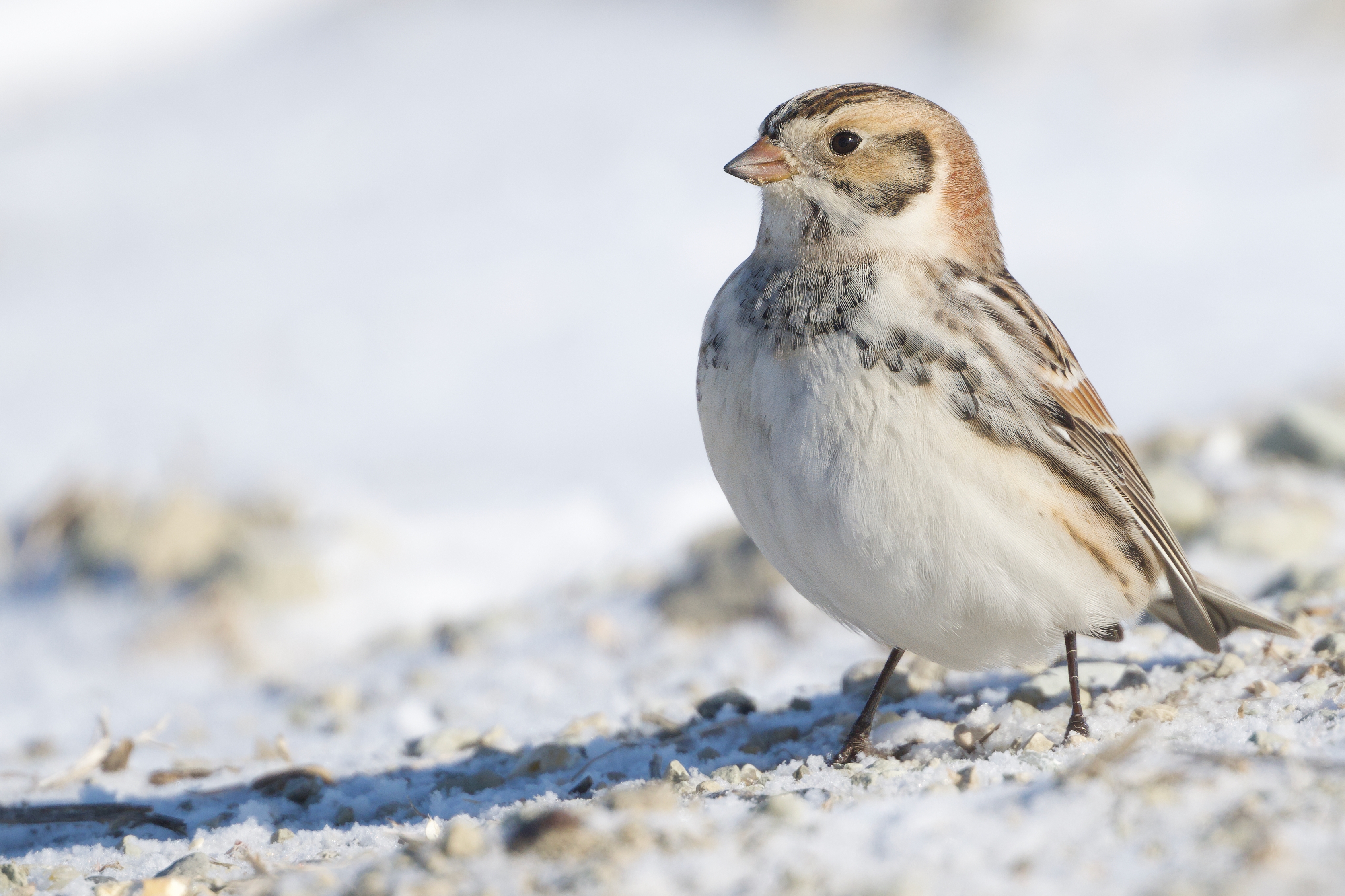 Lapland Bunting by Steve Bell - BirdGuides