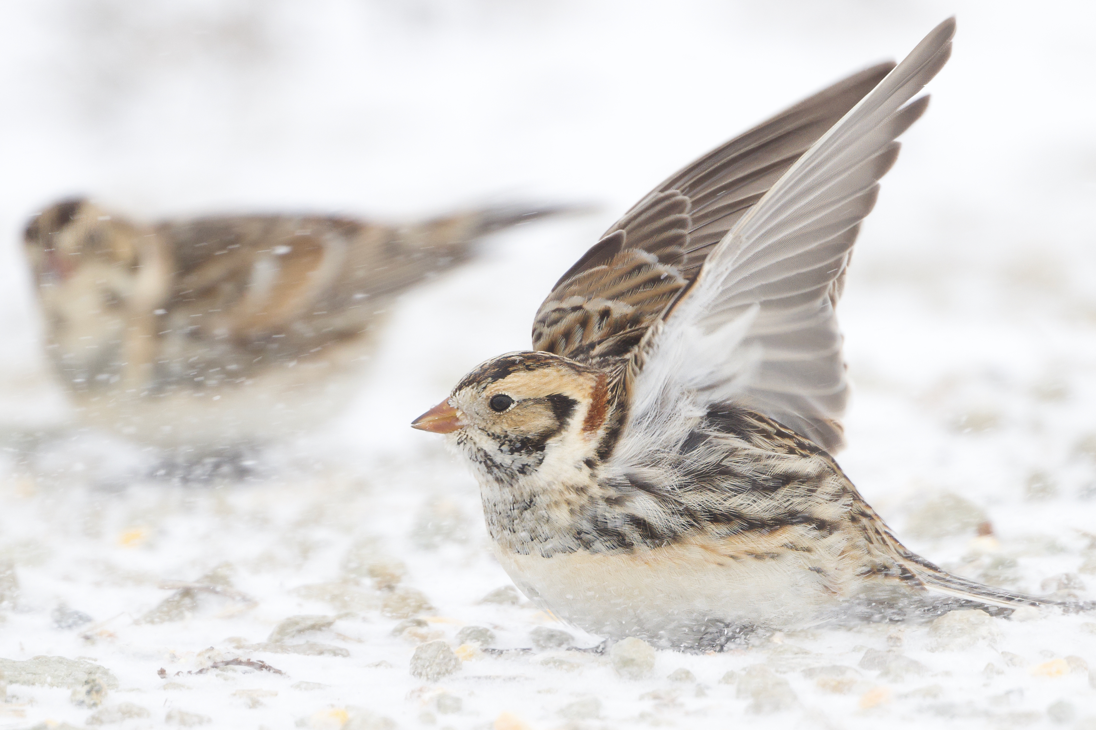 Lapland Bunting by Steve Bell - BirdGuides