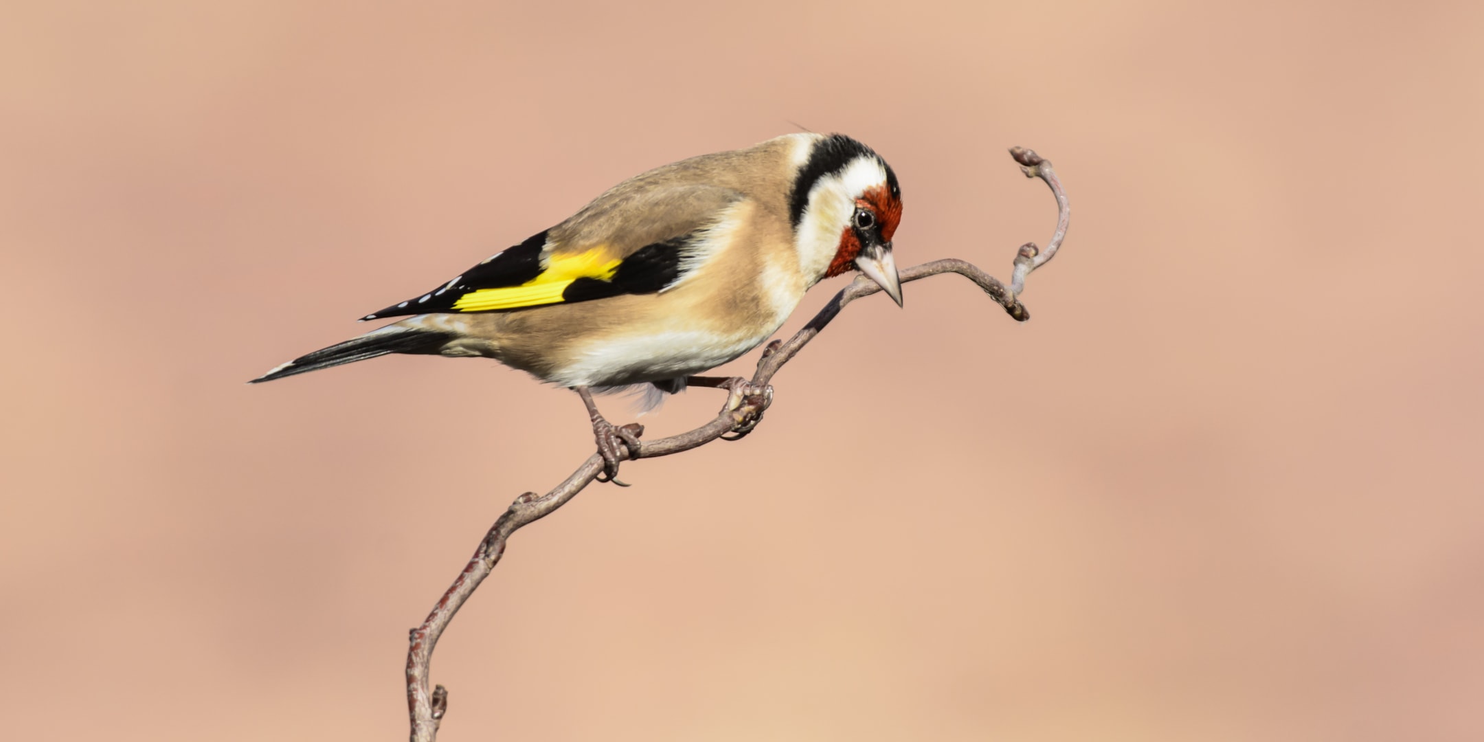 Goldfinch by Darryl GORMAN - BirdGuides