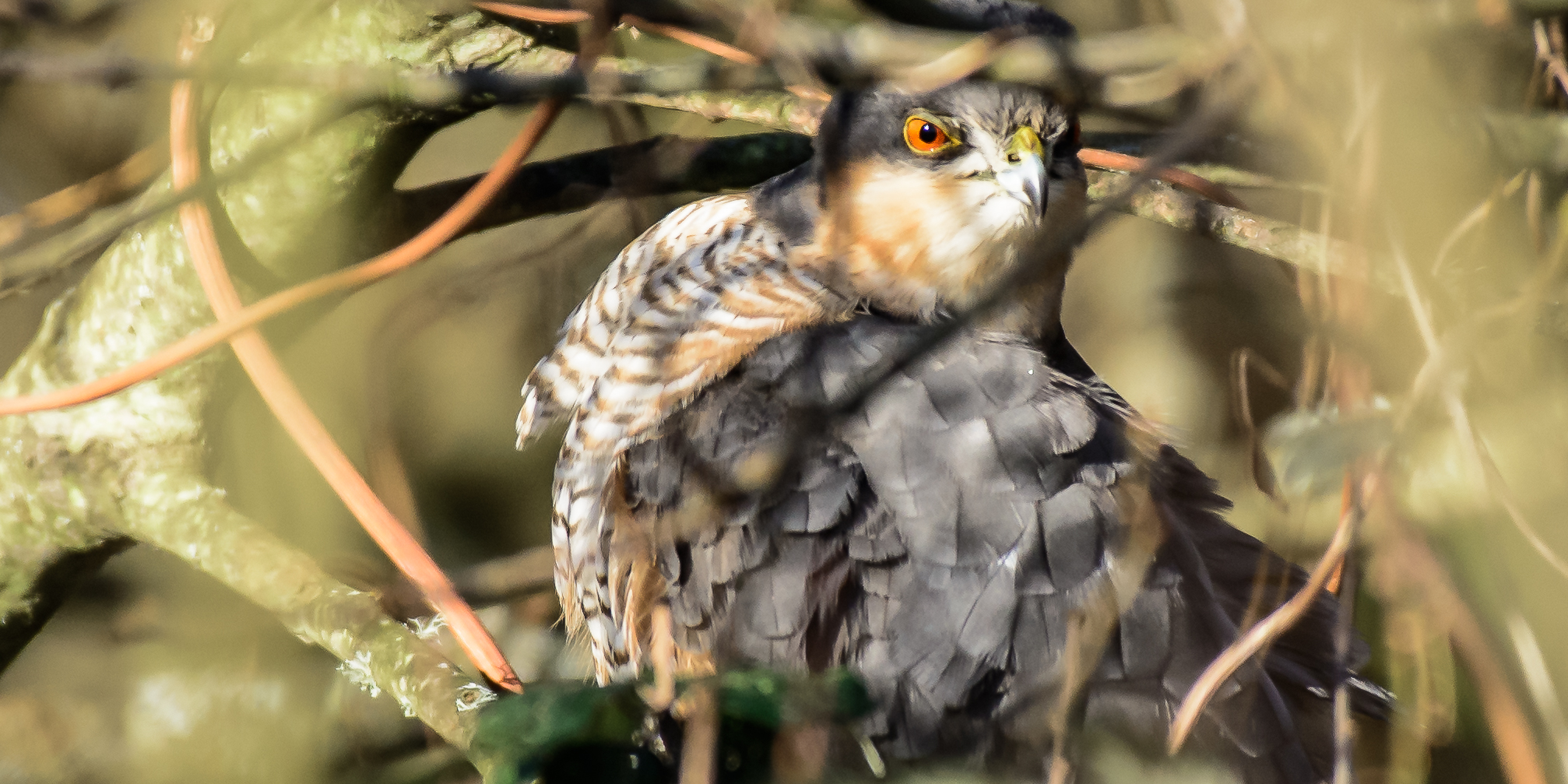 Eurasian Sparrowhawk by Darryl GORMAN - BirdGuides