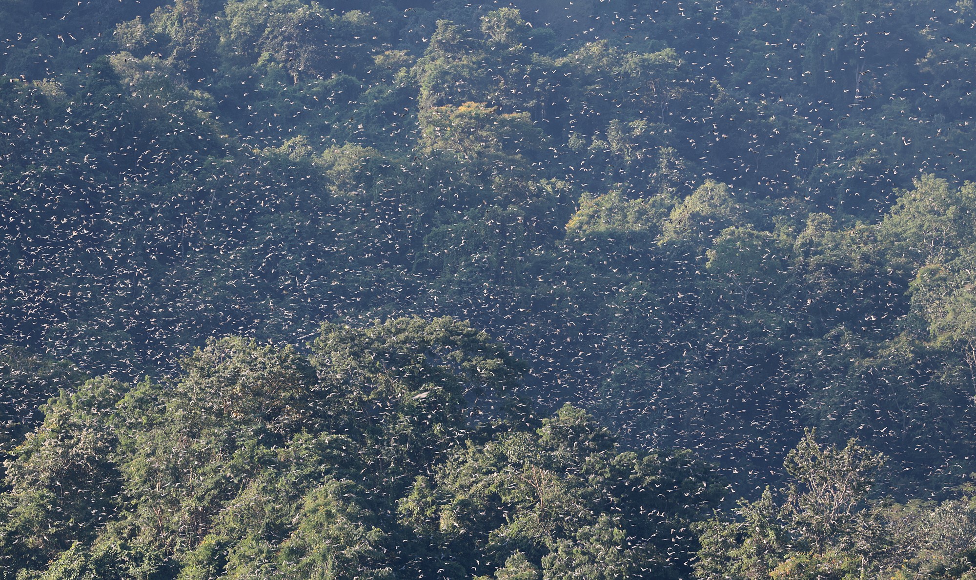 Birdwatching Sites in Nagaland - BirdGuides