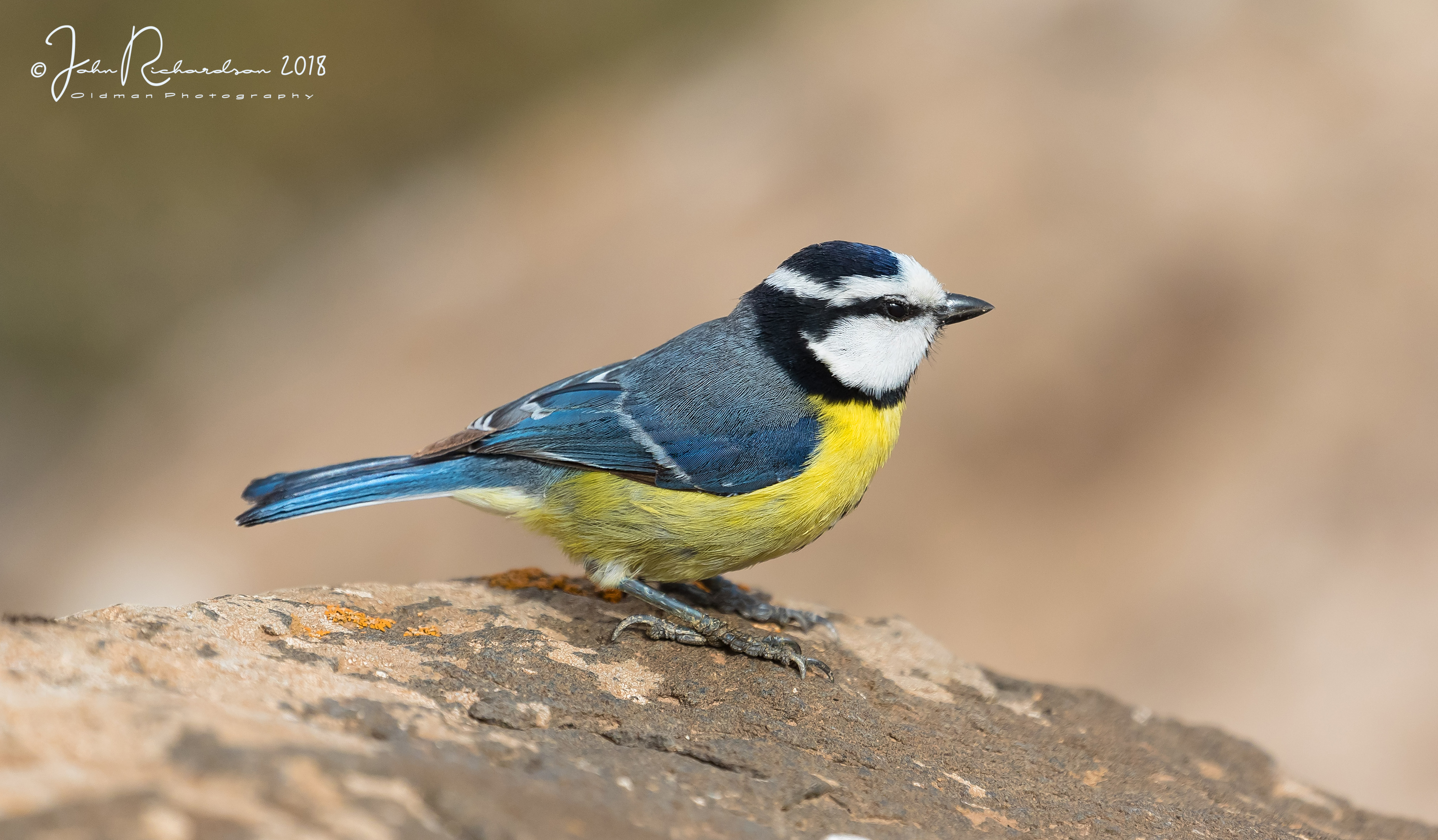 Details : African Blue Tit - BirdGuides