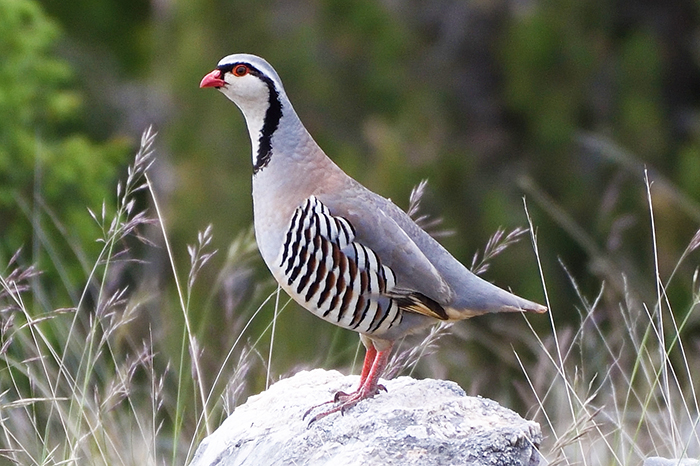 Details : Rock Partridge - BirdGuides