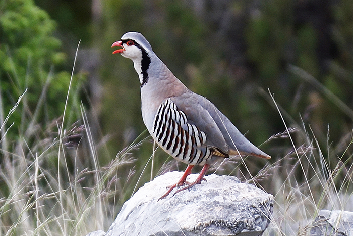 Details : Rock Partridge - BirdGuides