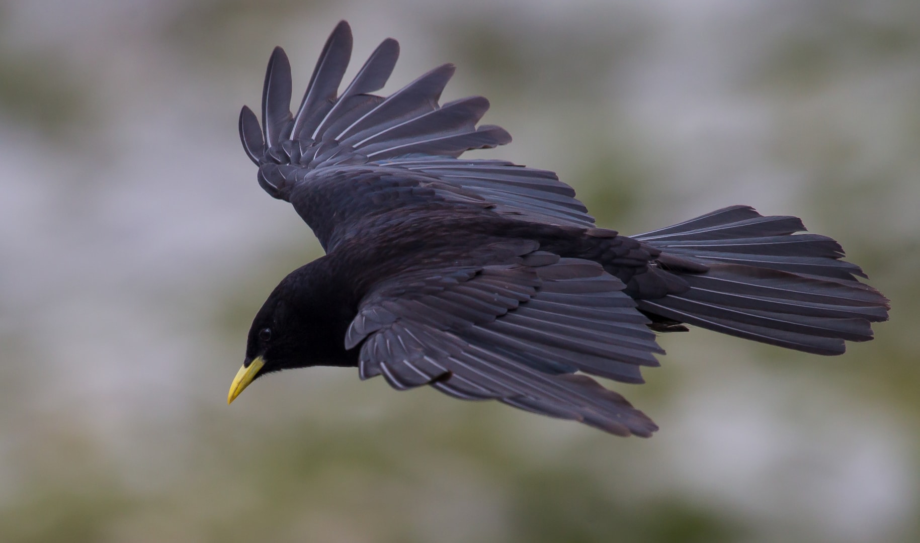 Alpine Chough by Chris Griffin - BirdGuides
