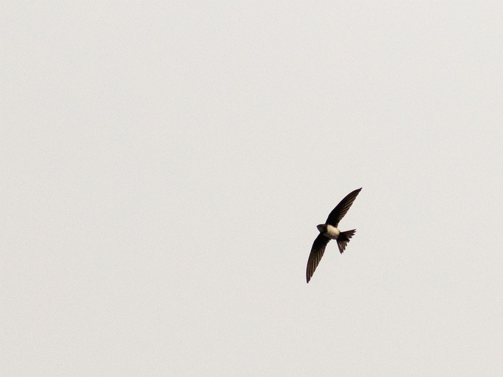 Alpine Swift by Harry Hussey - BirdGuides