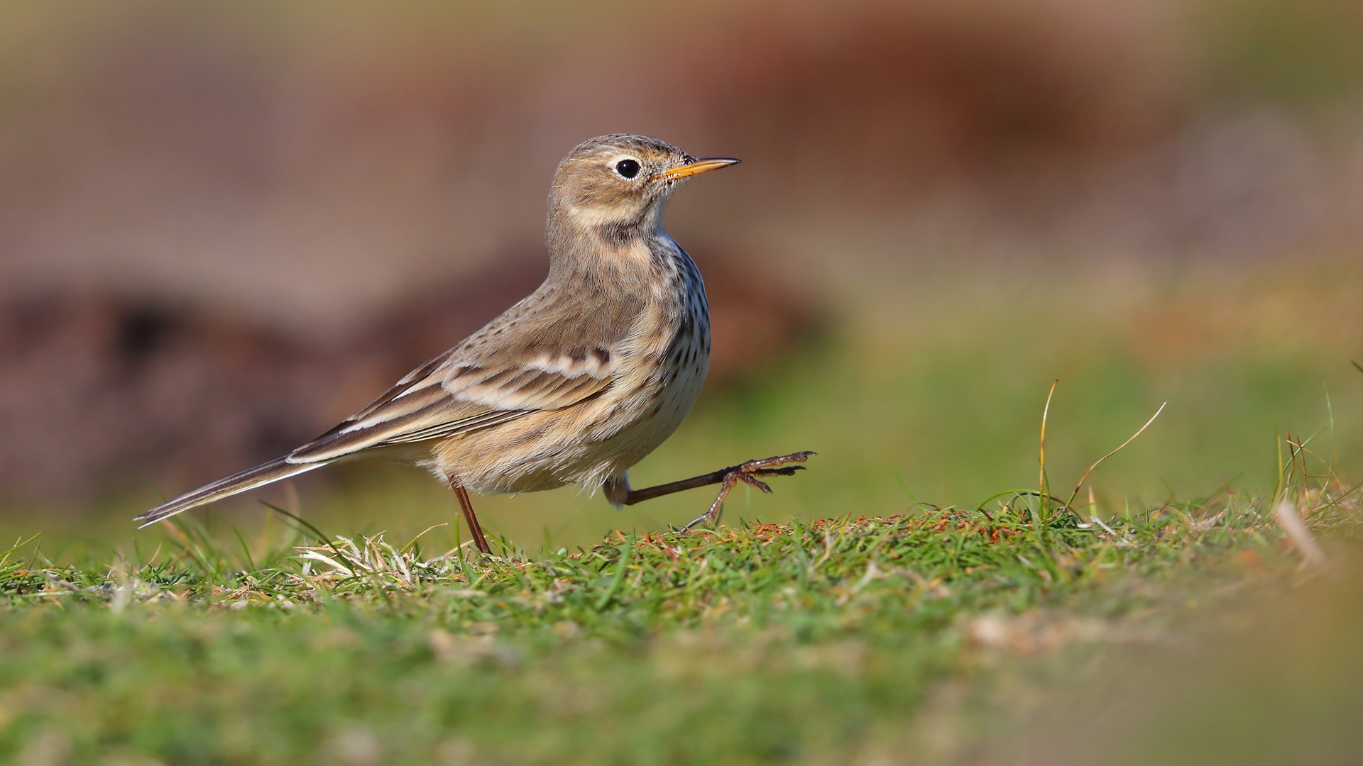 American Buff-bellied Pipit by Kit Day - BirdGuides