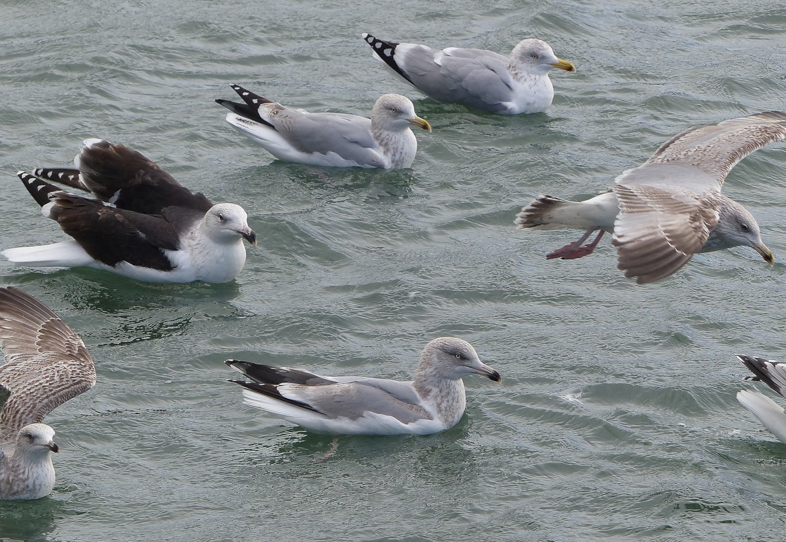 American Herring Gull by Fionn Moore - BirdGuides