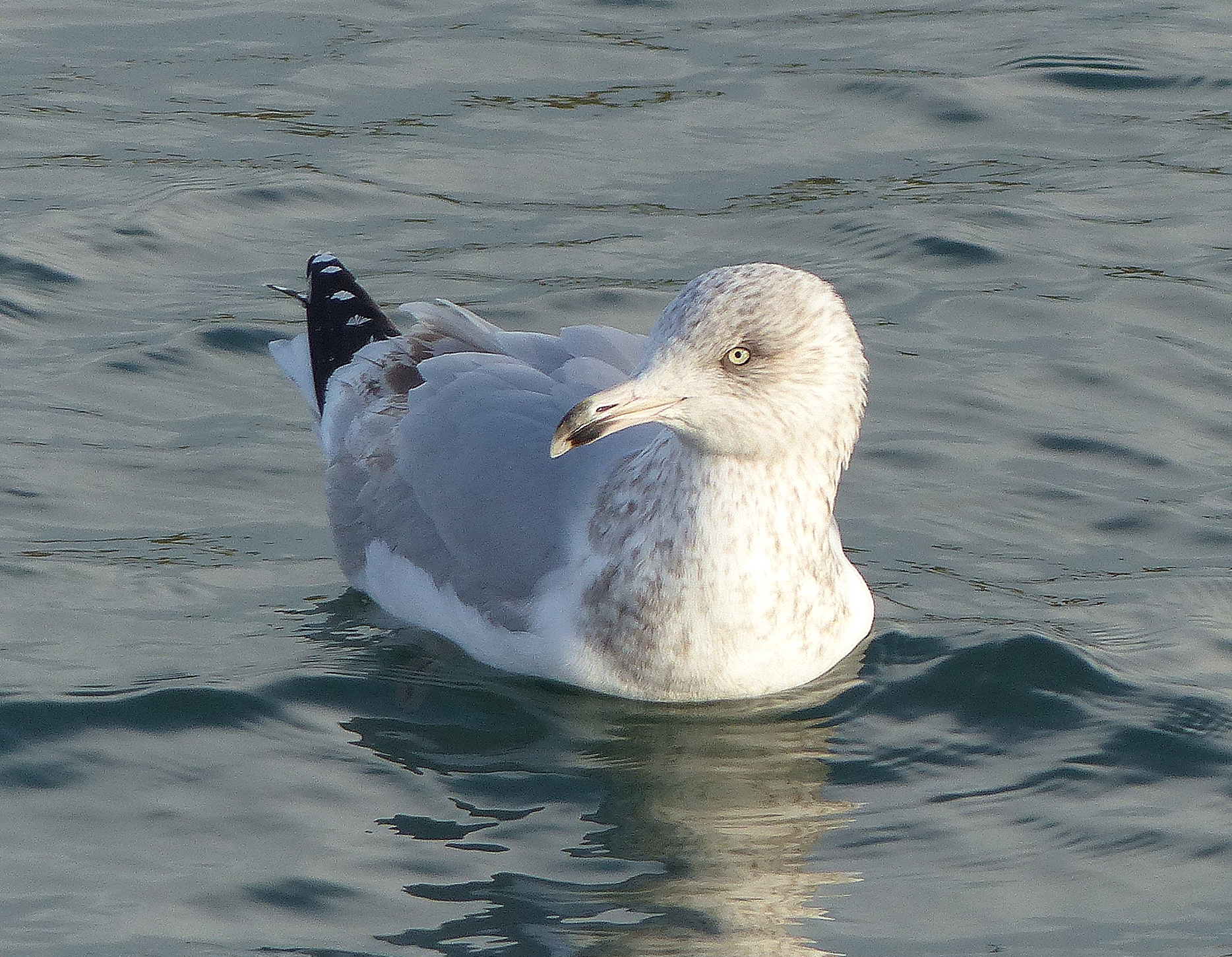 American Herring Gull by Fionn Moore - BirdGuides