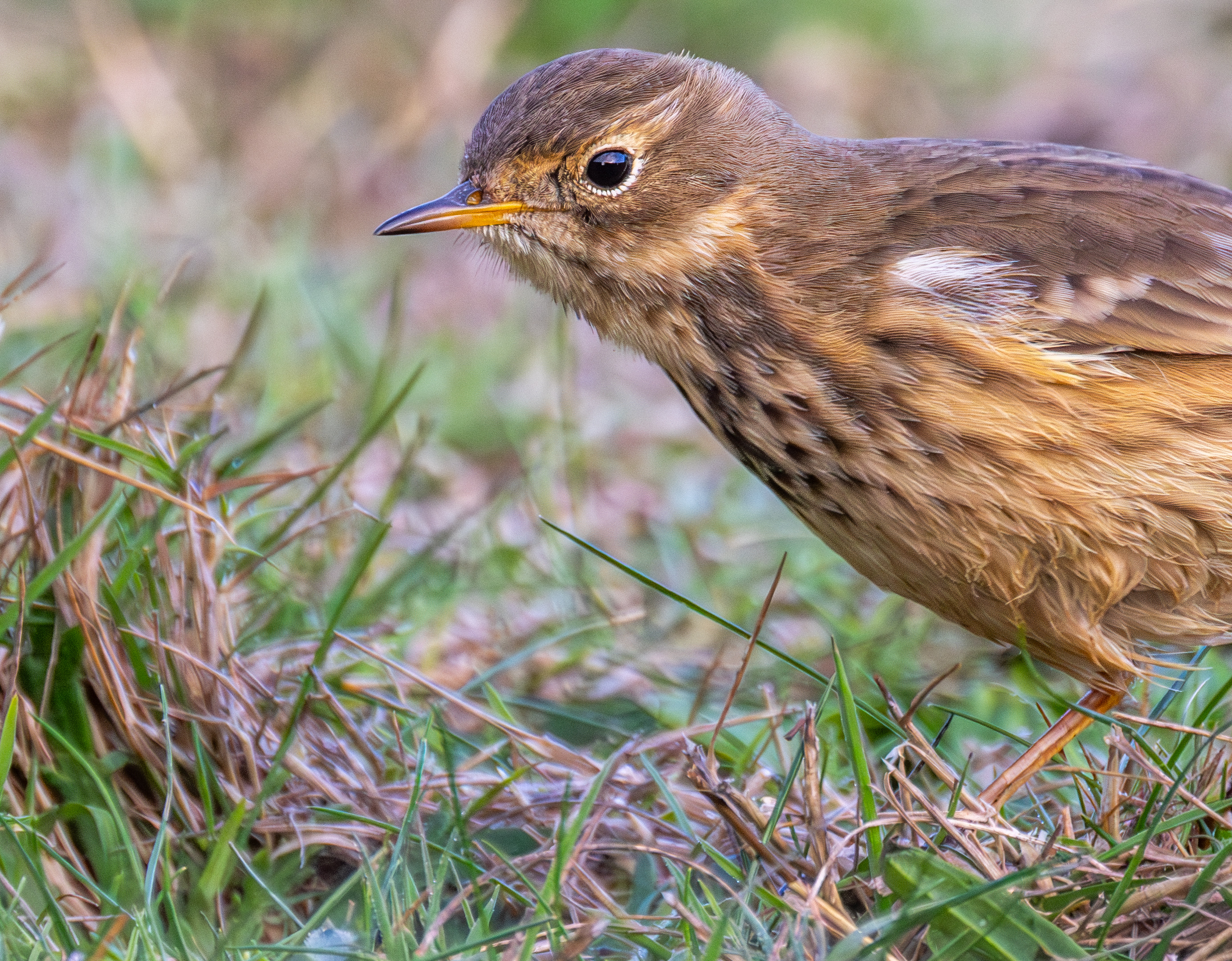 American Pipit by Peter Garrity - BirdGuides