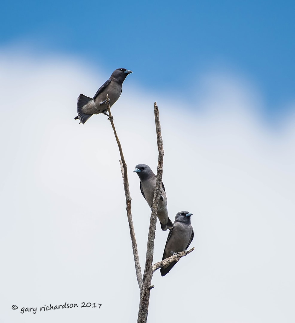 Ashy Woodswallow by Gary Richardson - BirdGuides