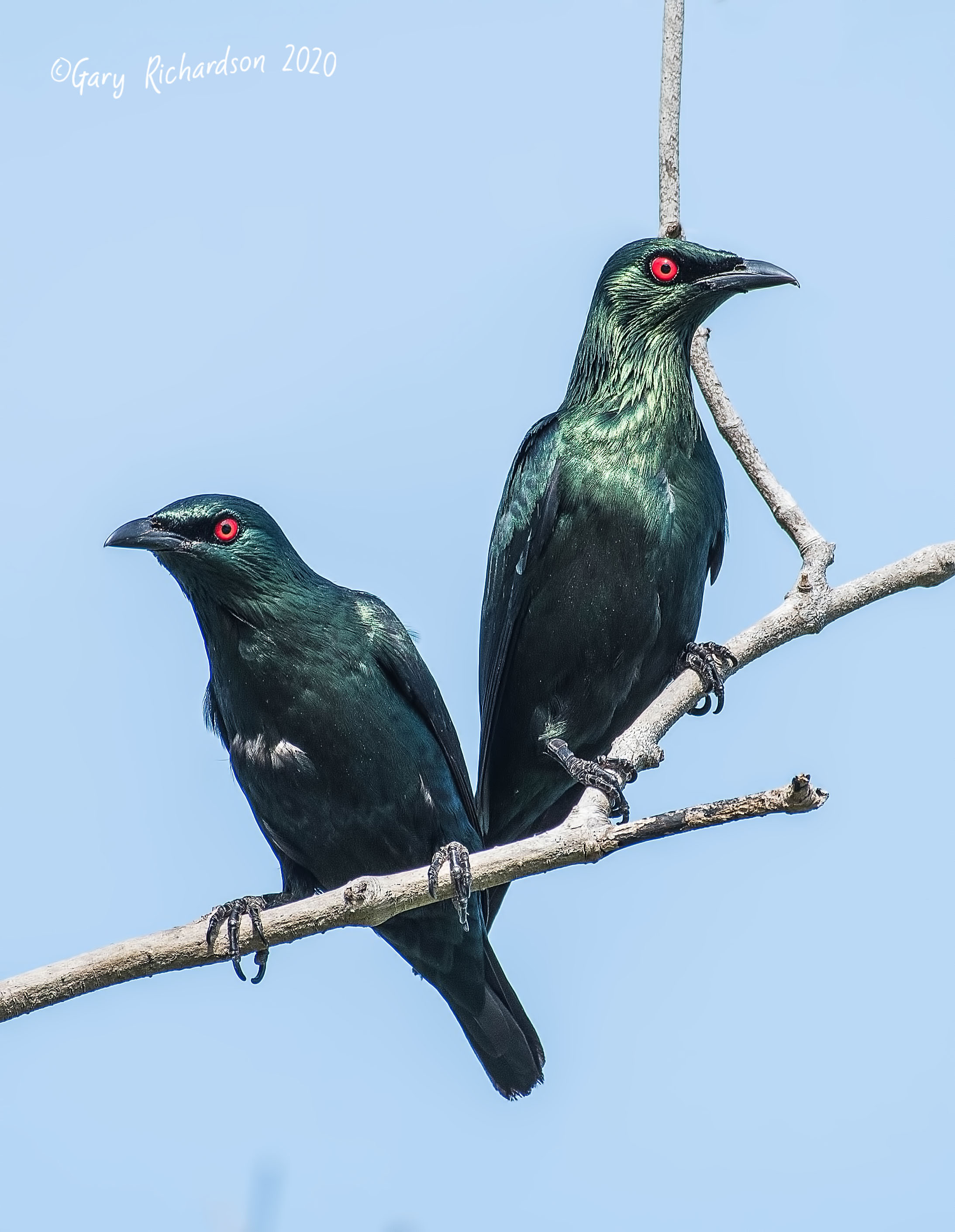 Details : Asian Glossy Starling - BirdGuides
