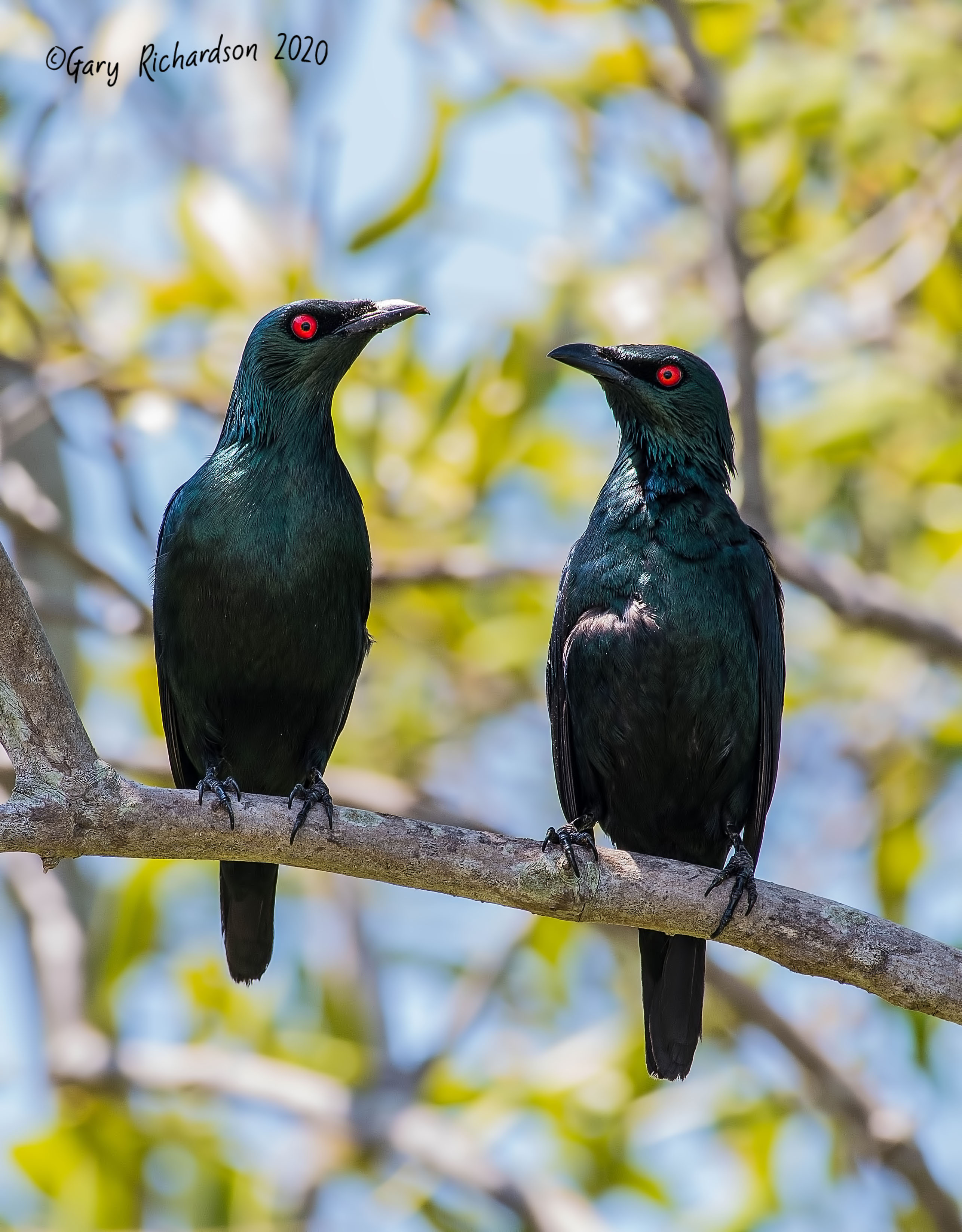 Details : Asian Glossy Starling - BirdGuides