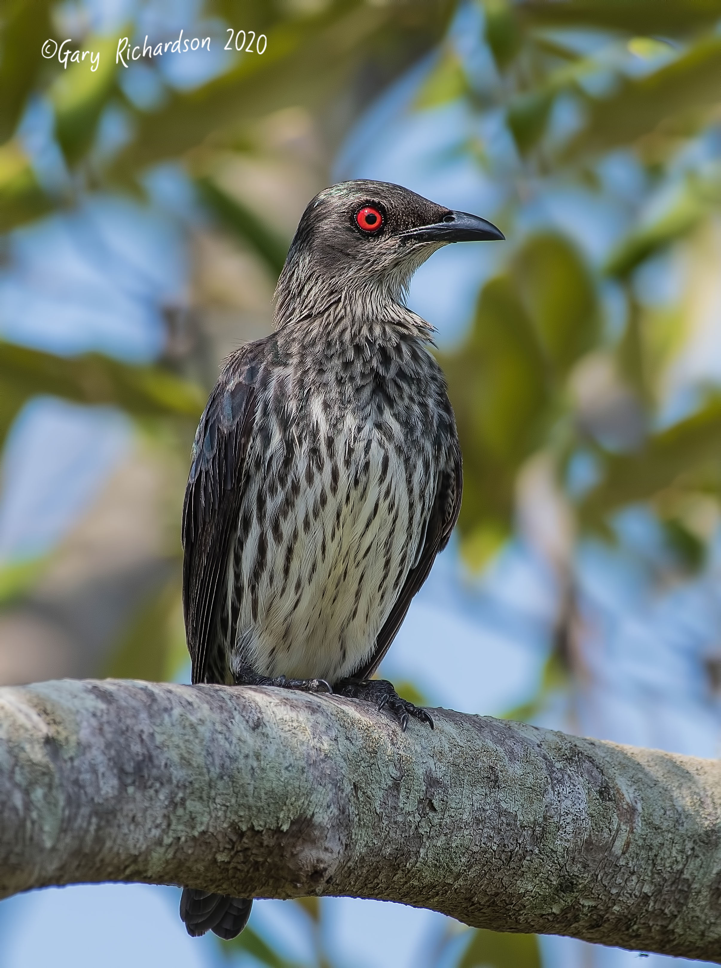 Details : Asian Glossy Starling - BirdGuides