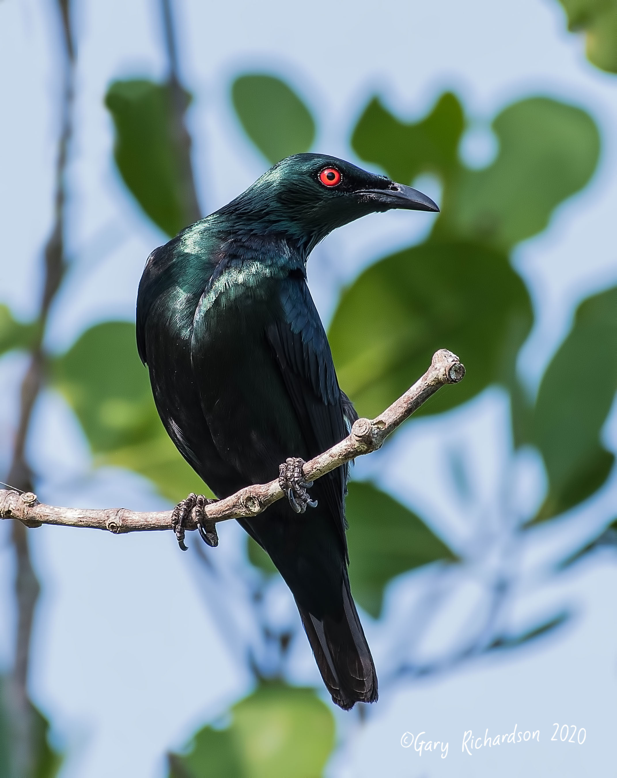 Details : Asian Glossy Starling - BirdGuides