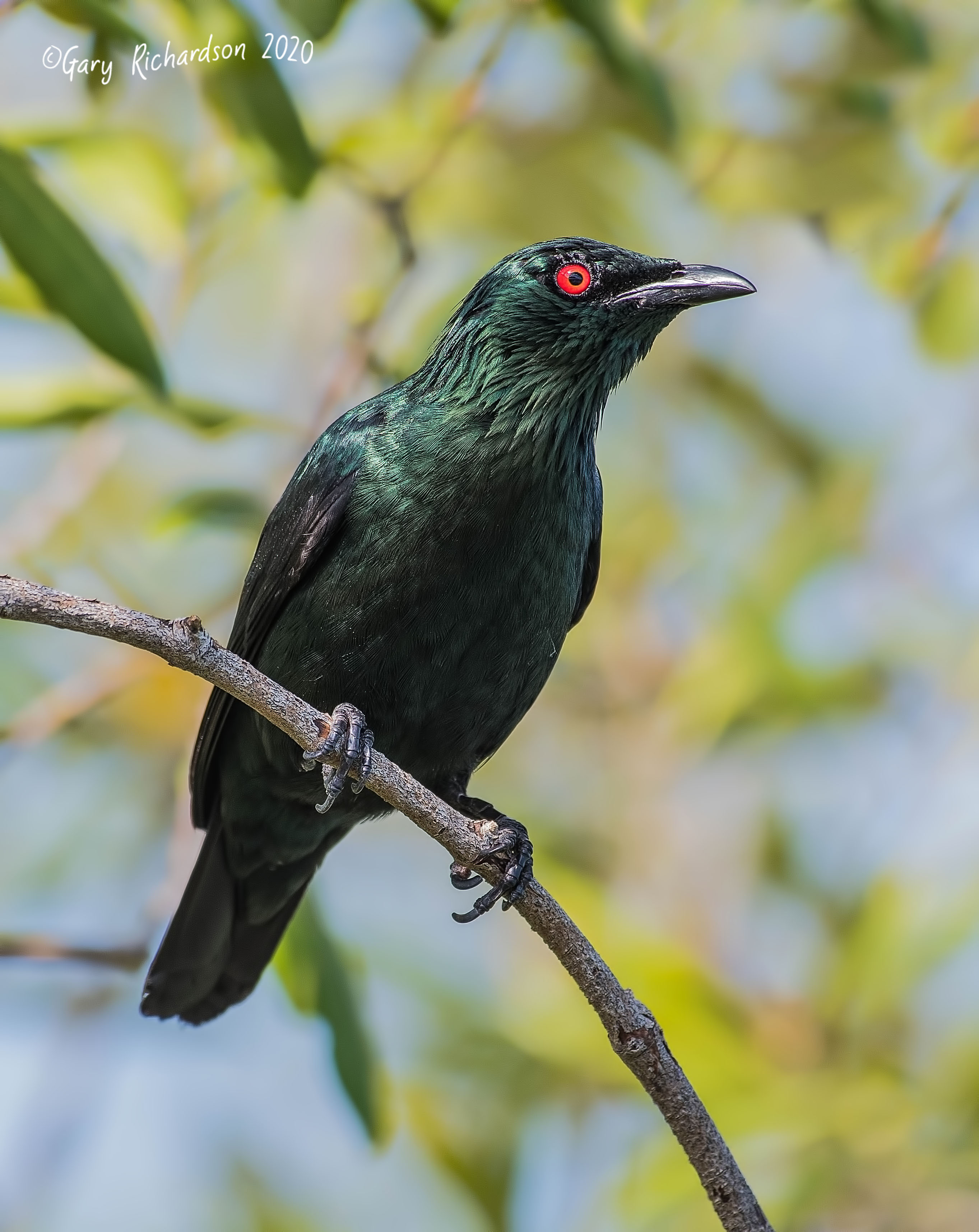 Details : Asian Glossy Starling - BirdGuides
