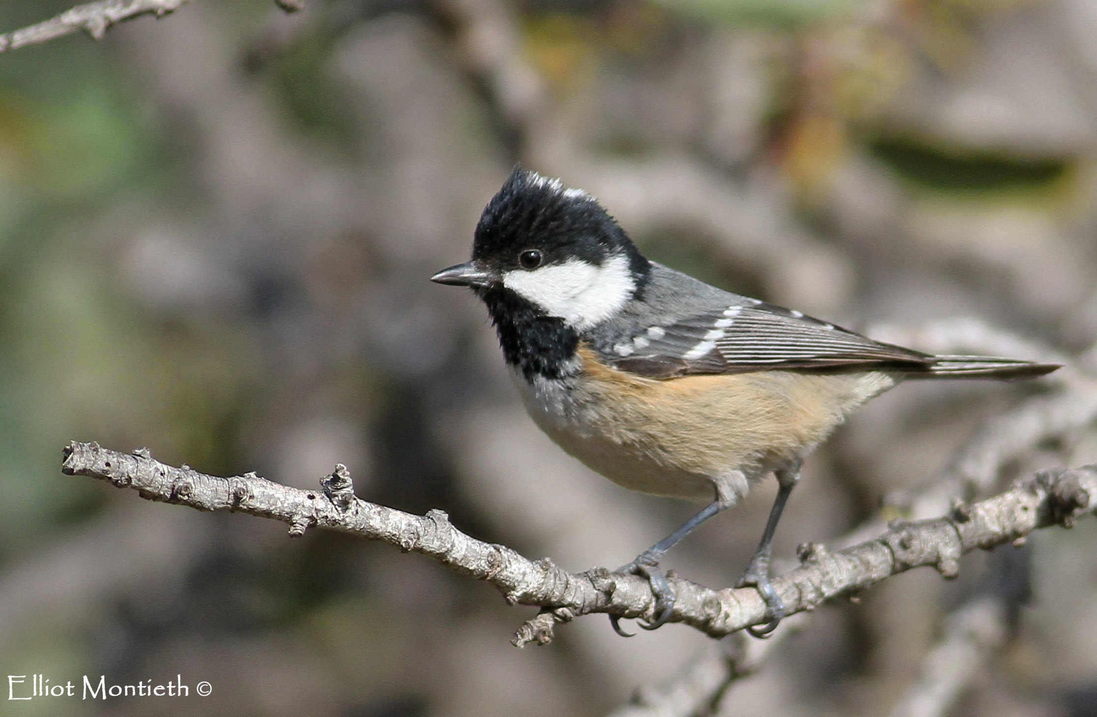 Details : Continental Coal Tit - BirdGuides