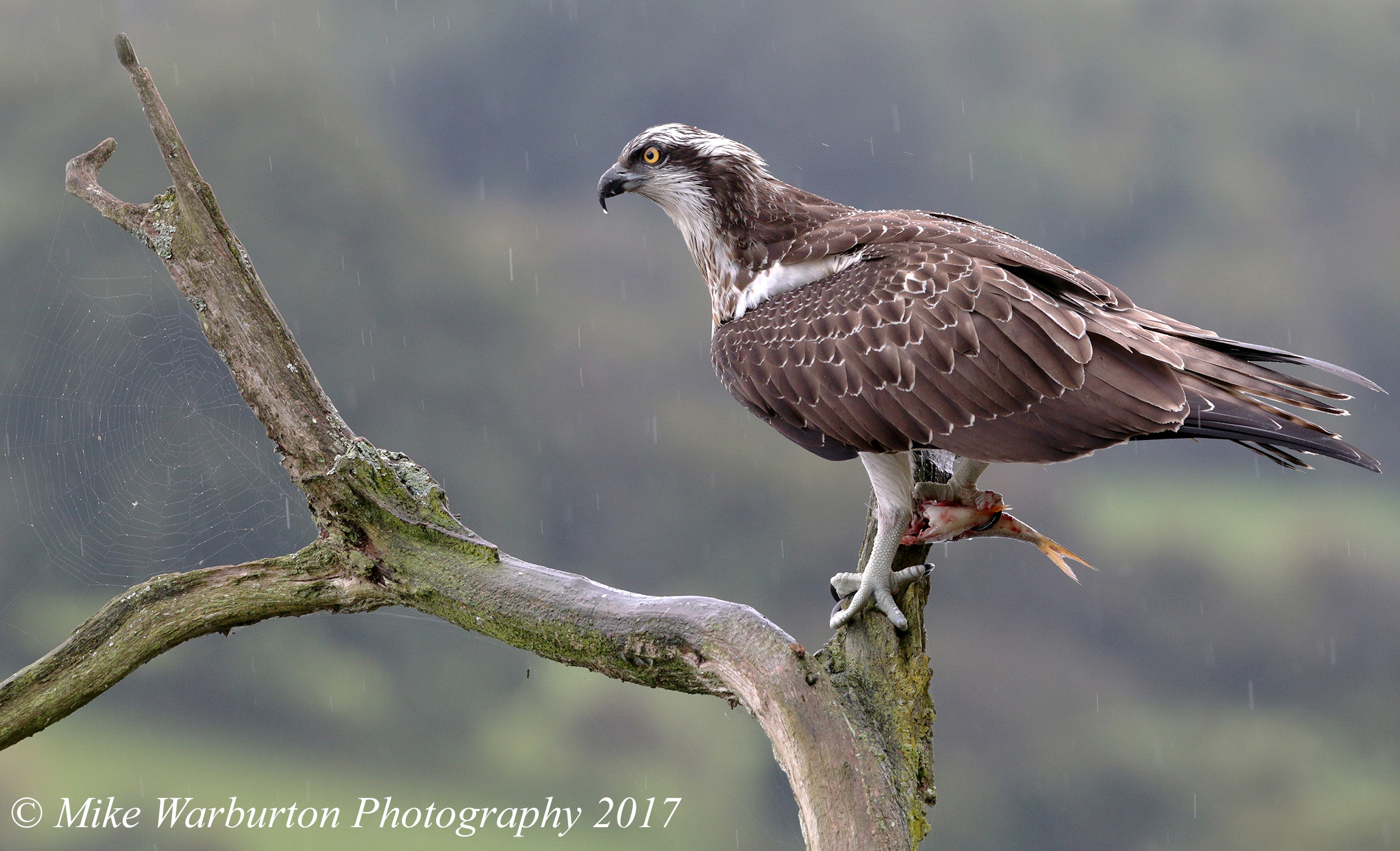 Details : Western Osprey - BirdGuides