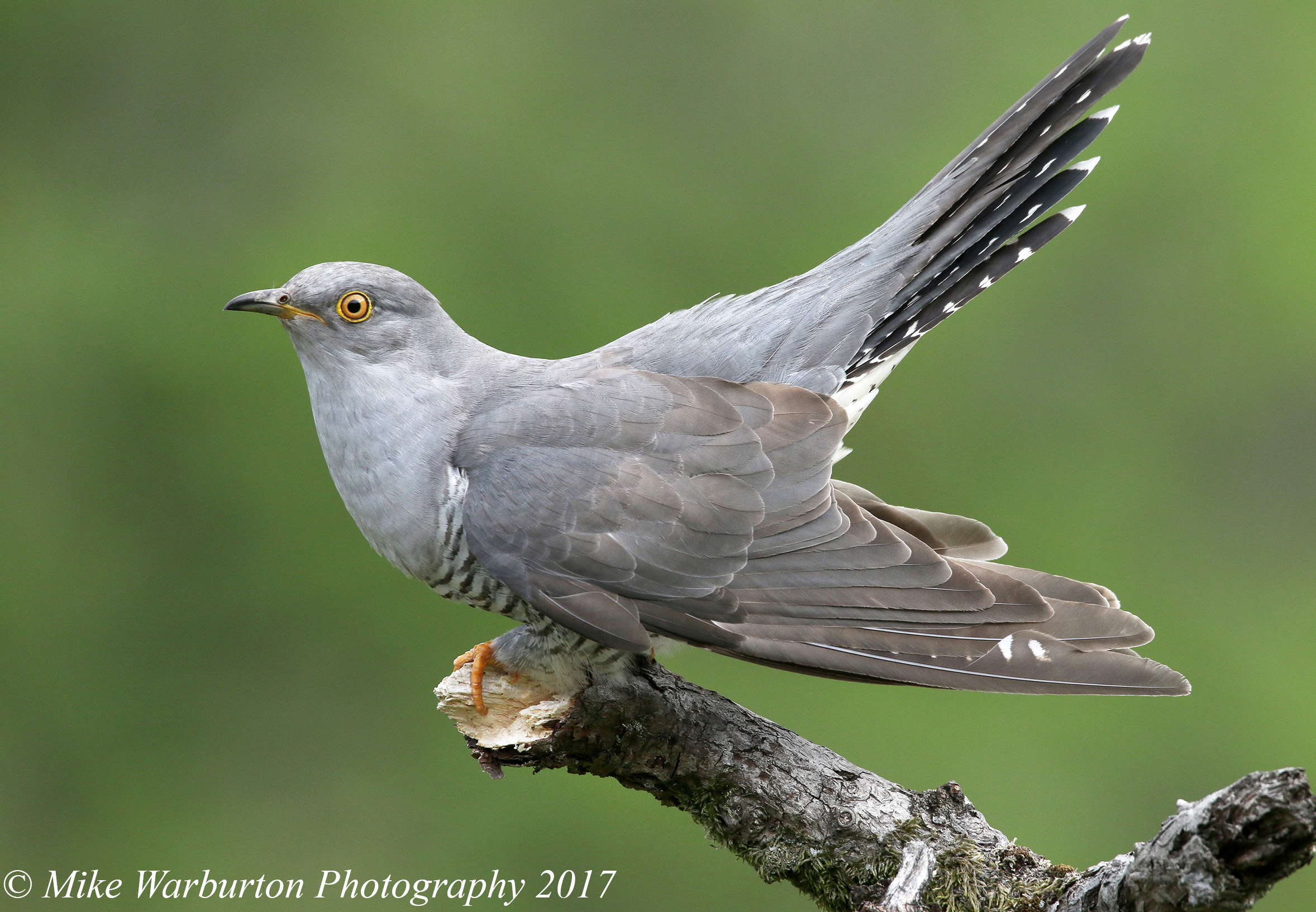 Common Cuckoo by Mike Warburton - BirdGuides