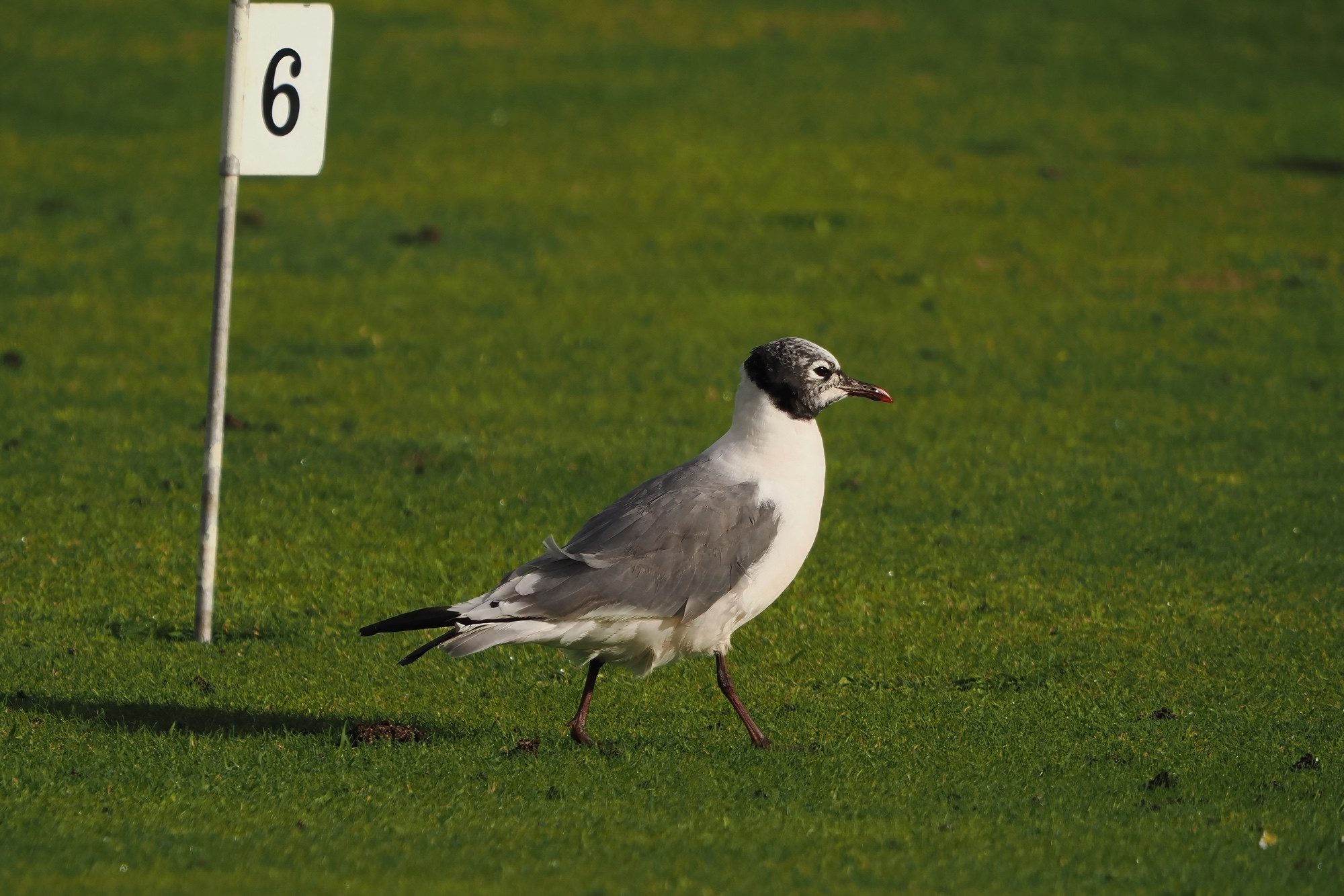 Franklin's Gull by Steve Dudley - BirdGuides