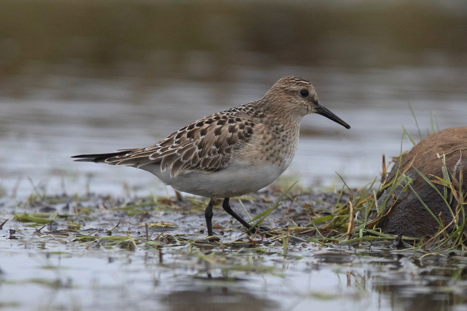 Baird's Sandpiper by Chris Turner - BirdGuides