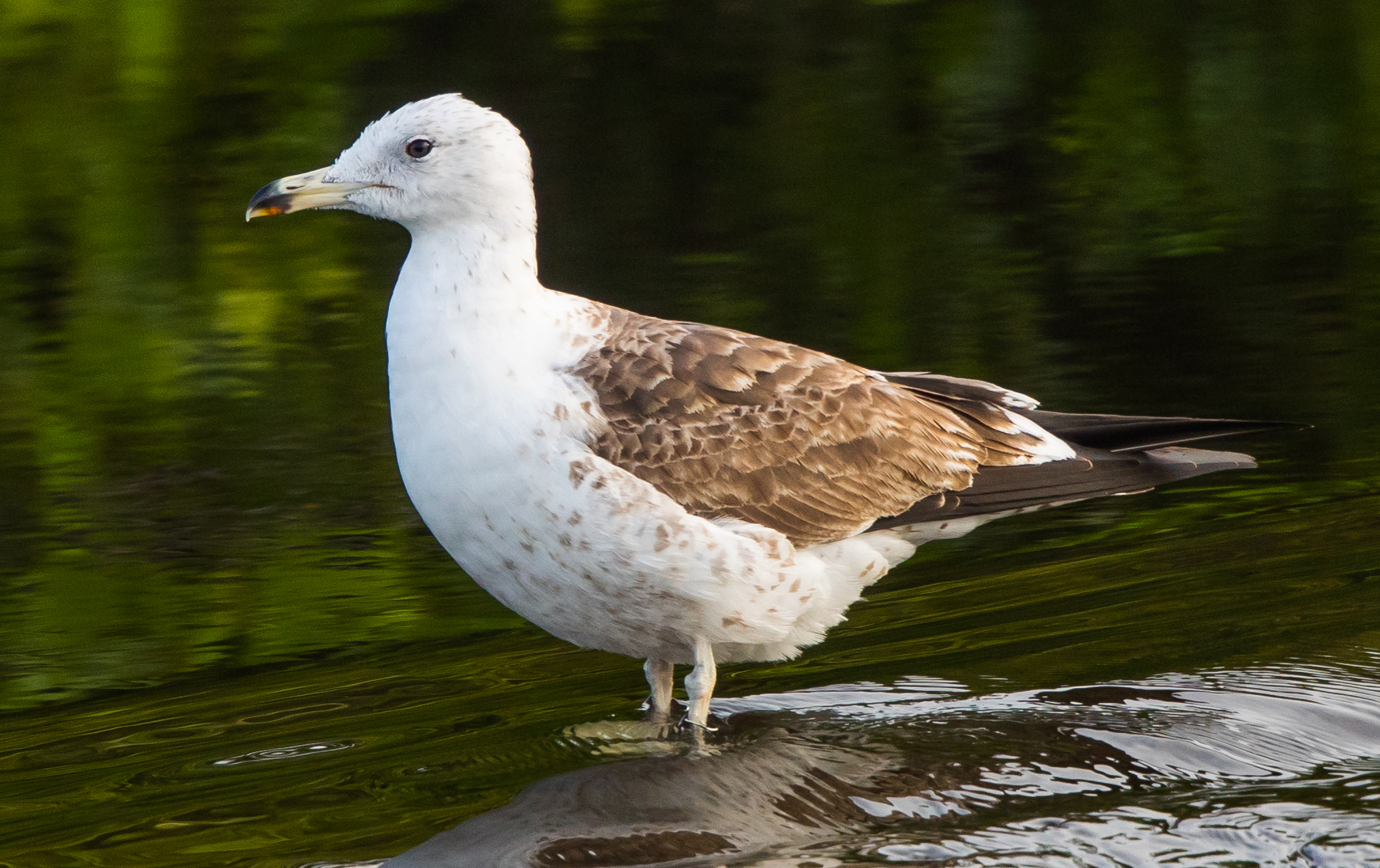 Details : Baltic Gull - BirdGuides