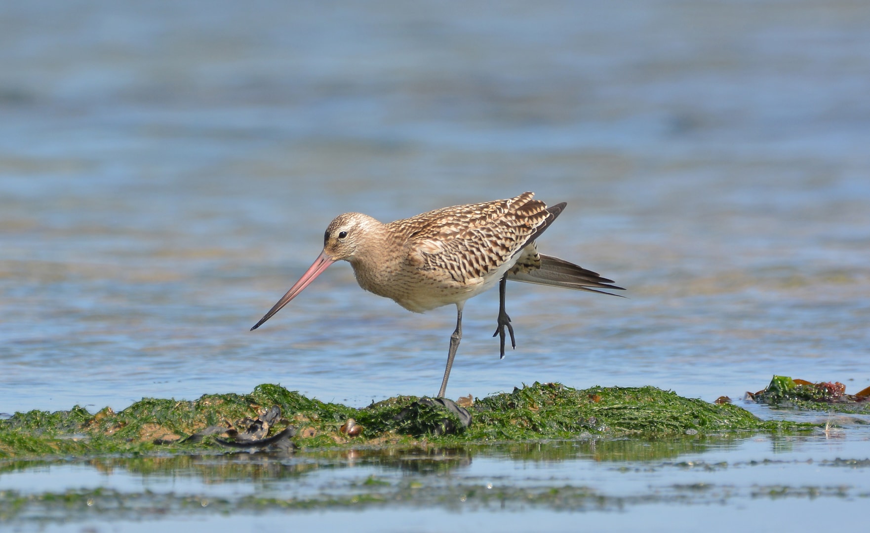 Bar-tailed Godwit by Damian Money - BirdGuides