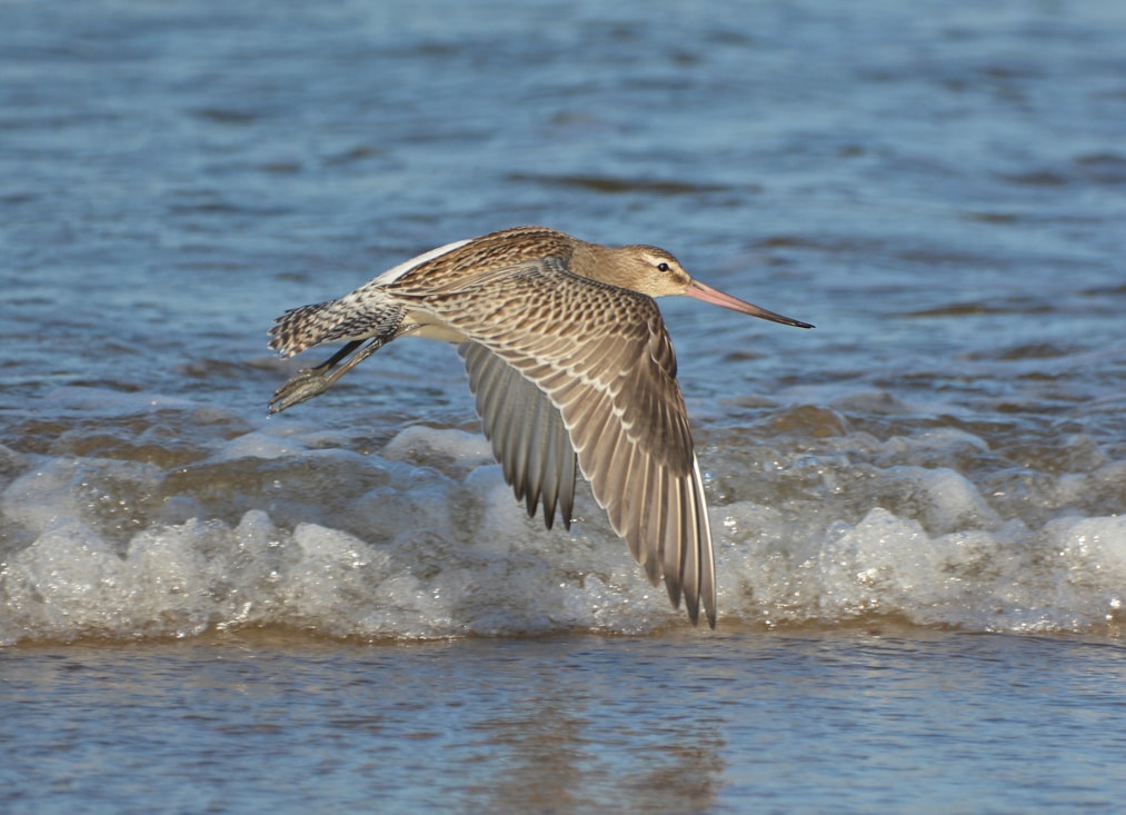 Bar-tailed Godwit by Damian Money - BirdGuides