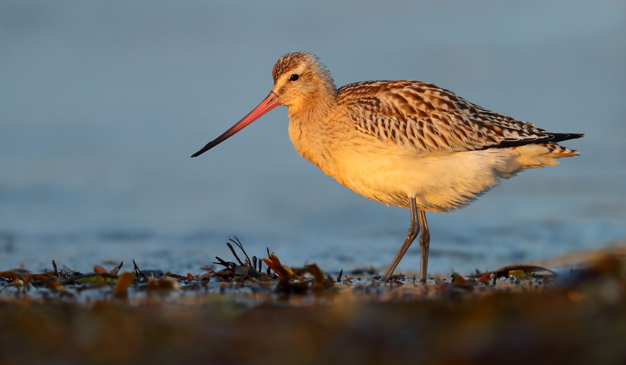 Bar-tailed Godwit by Kit Day - BirdGuides