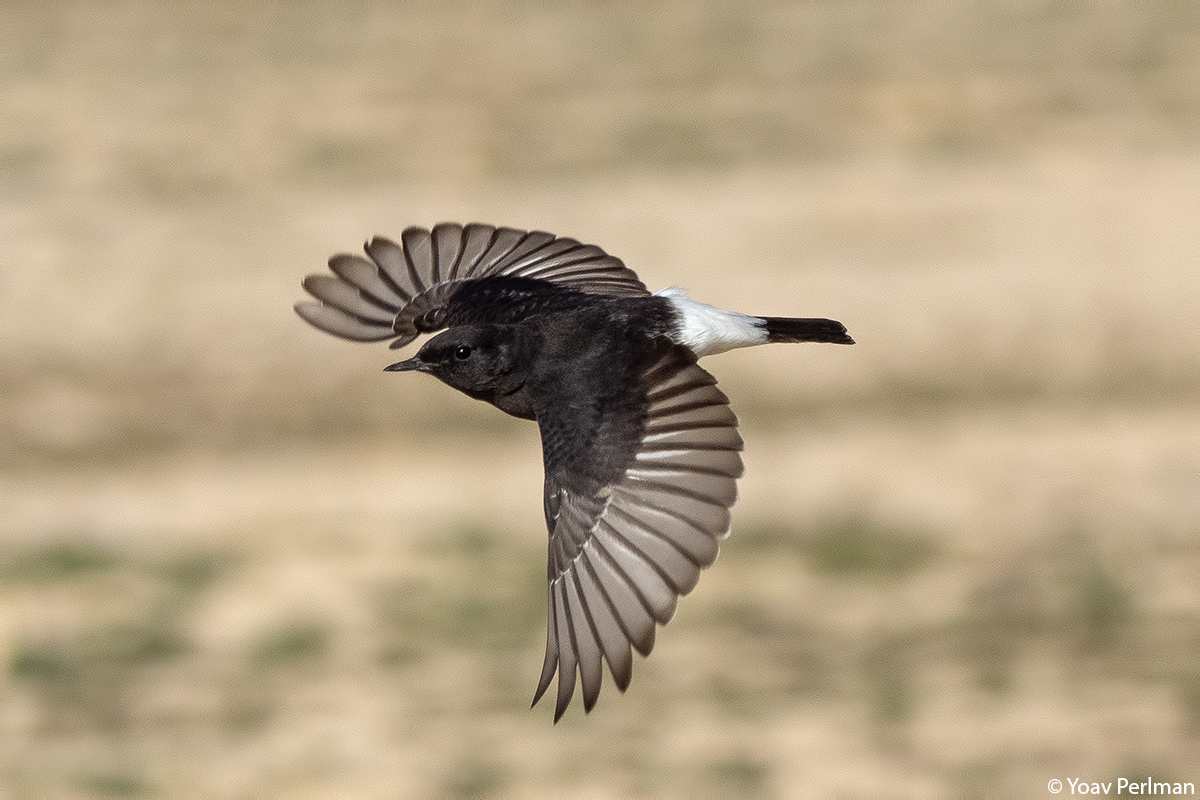 Basalt Wheatear by Yoav Perlman - BirdGuides
