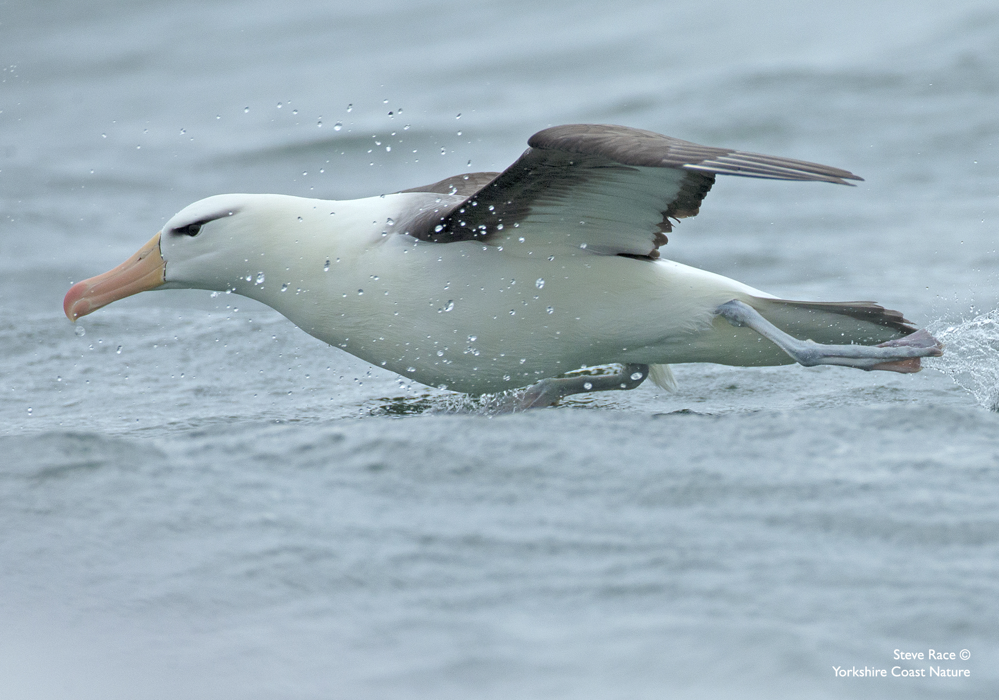 Black-browed Albatross by Steve Race - BirdGuides