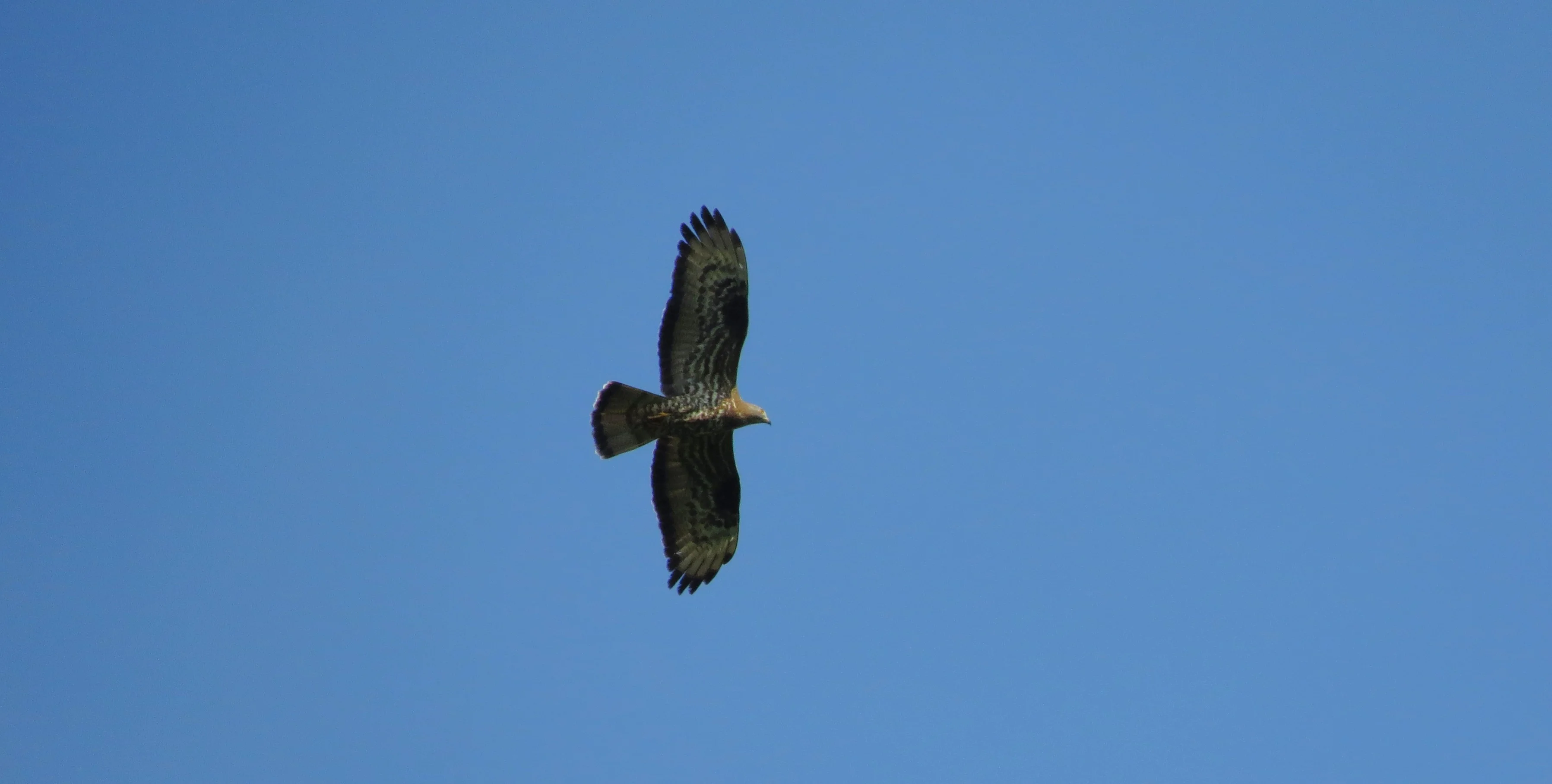 Sighting Report - BirdGuides