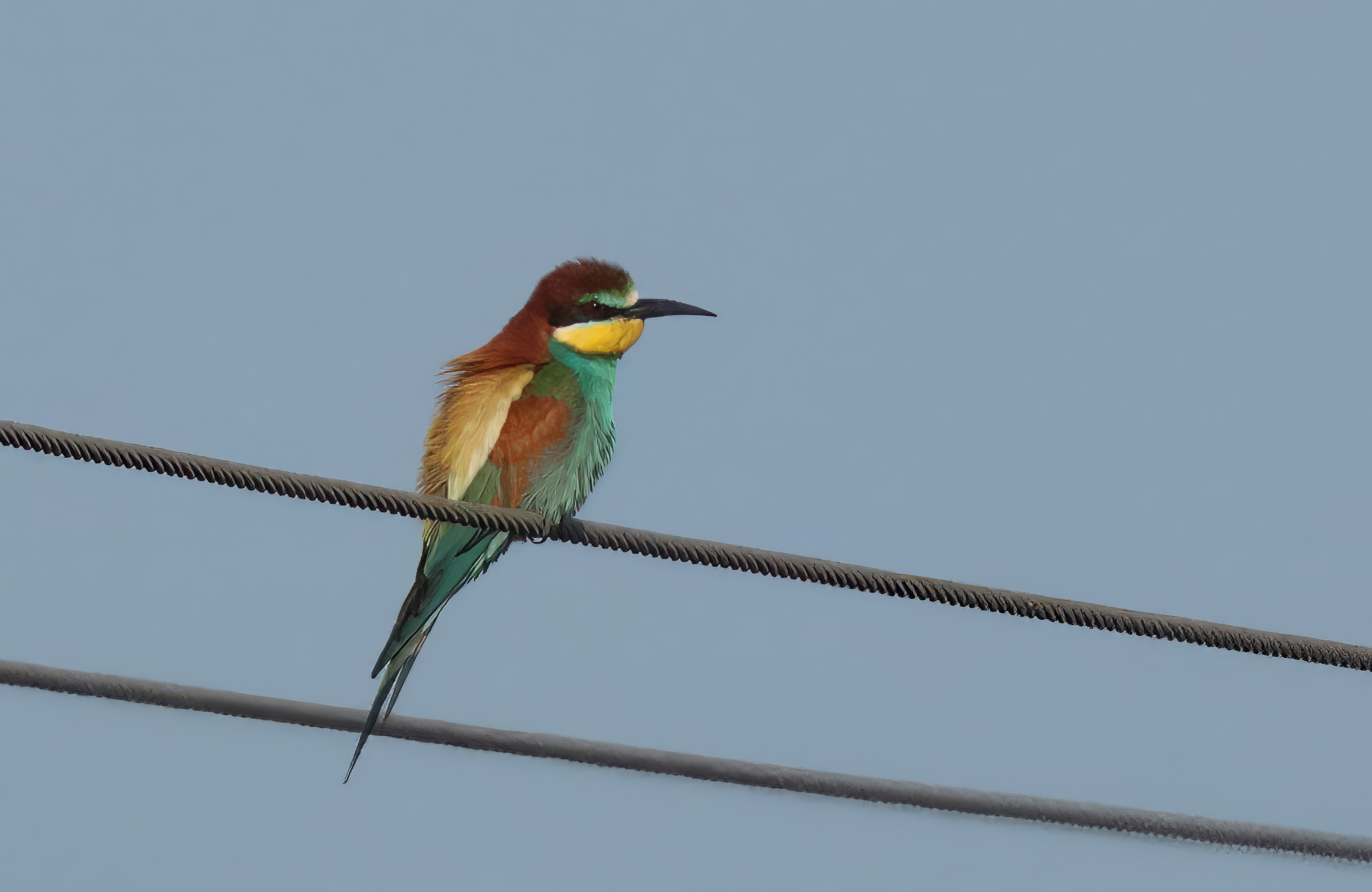 Norfolk bee-eater nest fails - BirdGuides