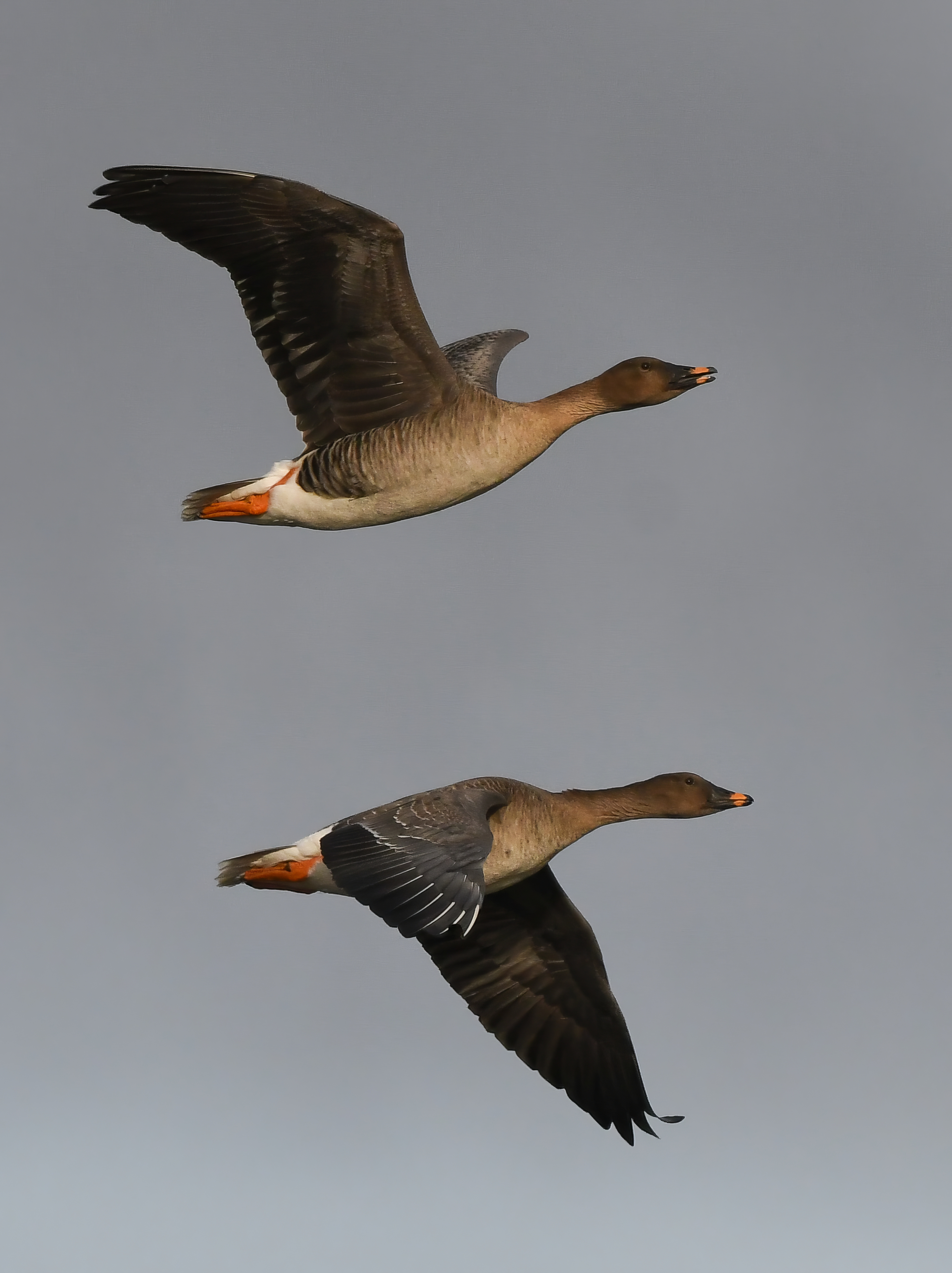 Tundra Bean Goose by Paul Denning - BirdGuides