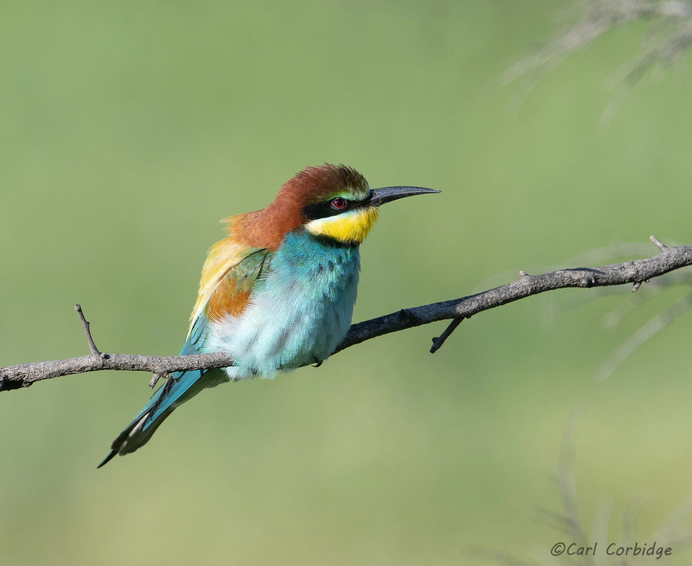 Details : European Bee-eater - BirdGuides