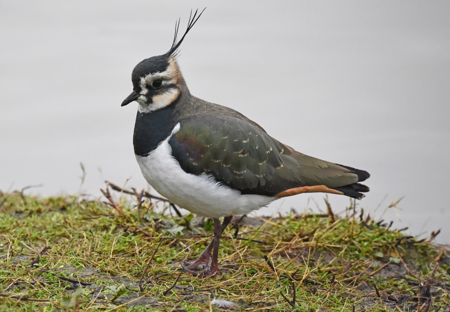 Northern Lapwing by Tony Hovell - BirdGuides