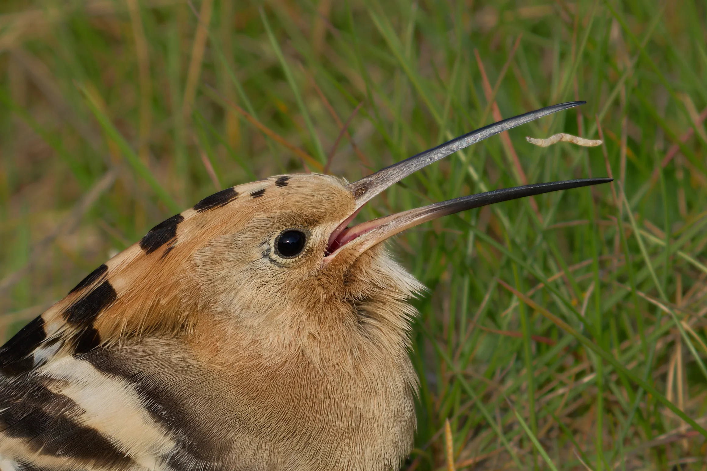 Sighting Report - BirdGuides