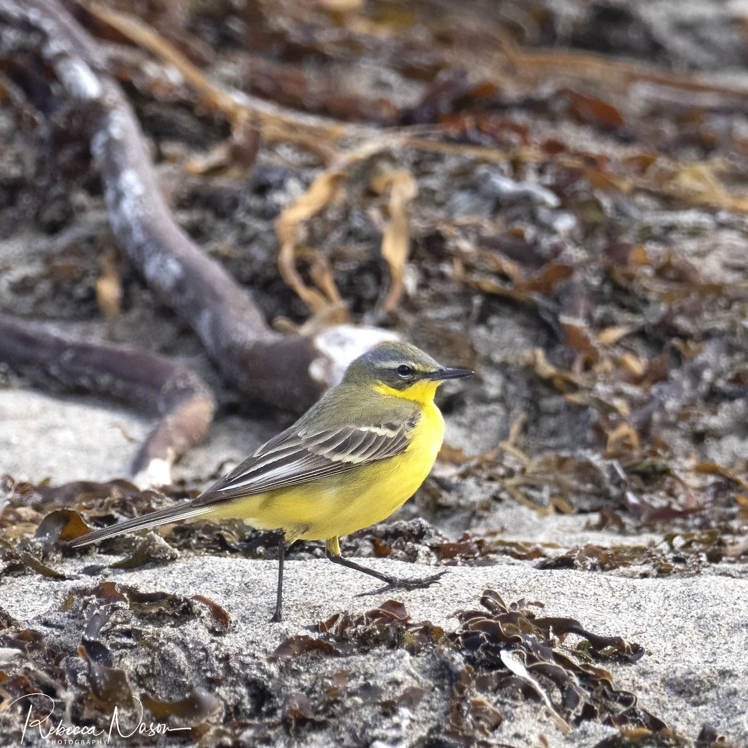 Details : Blue-headed Wagtail - BirdGuides