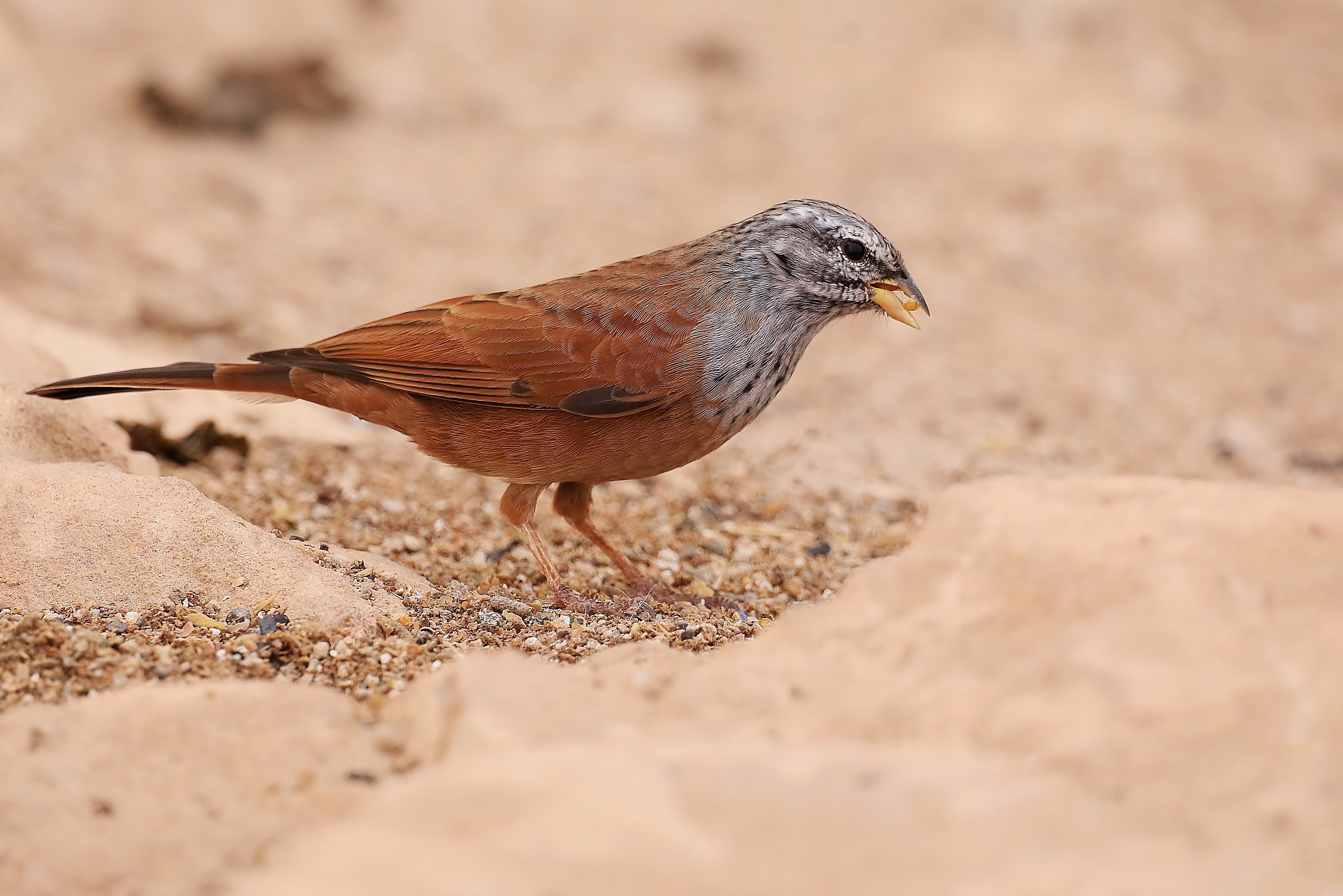 House Bunting by Clive Daelman - BirdGuides