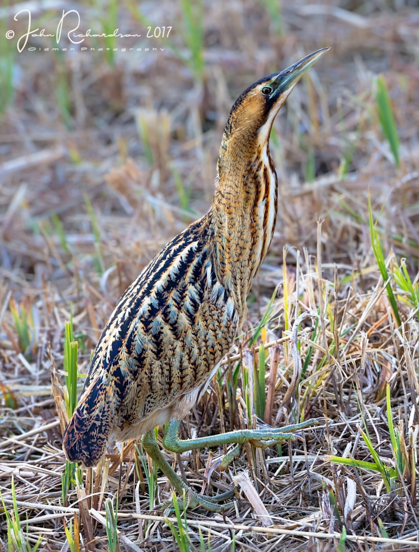 Eurasian Bittern by John Richardson - BirdGuides