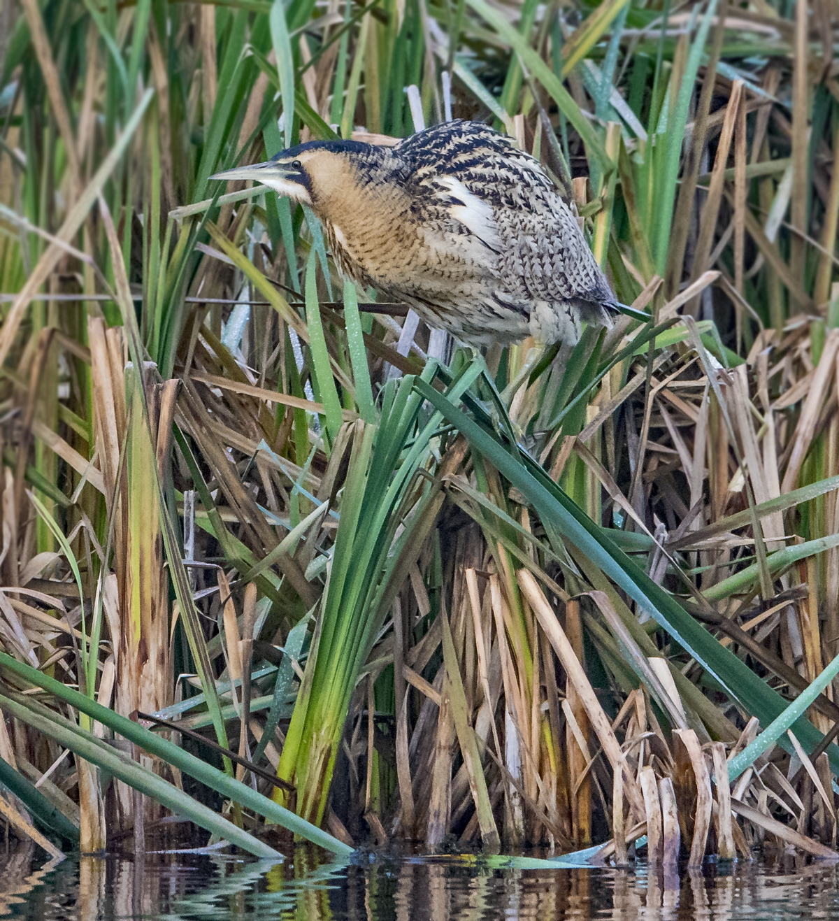 Eurasian Bittern by Martyn Jones - BirdGuides